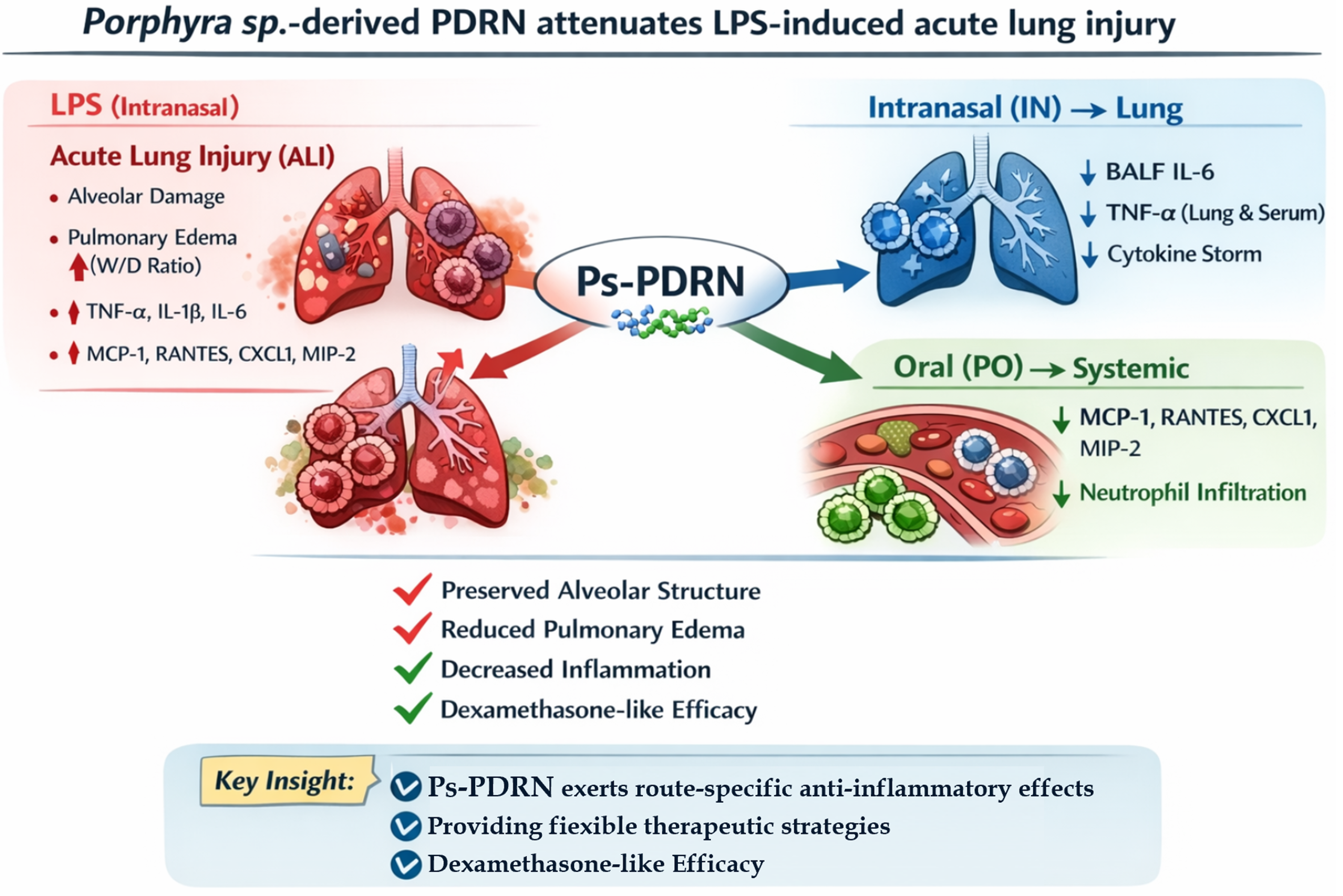 Oral and Intranasal Administration of Polydeoxyribonucleotide Isolated ...