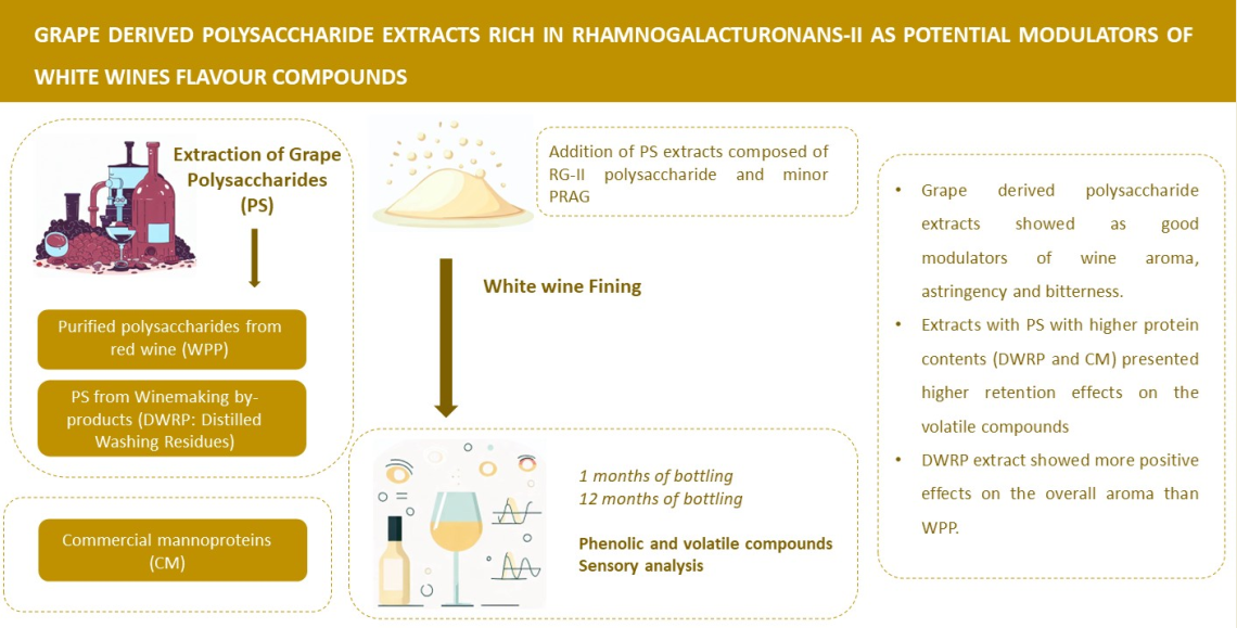 Grape Derived Polysaccharide Extracts Rich in Rhamnogalacturonans-II as Potential Modulators of ...