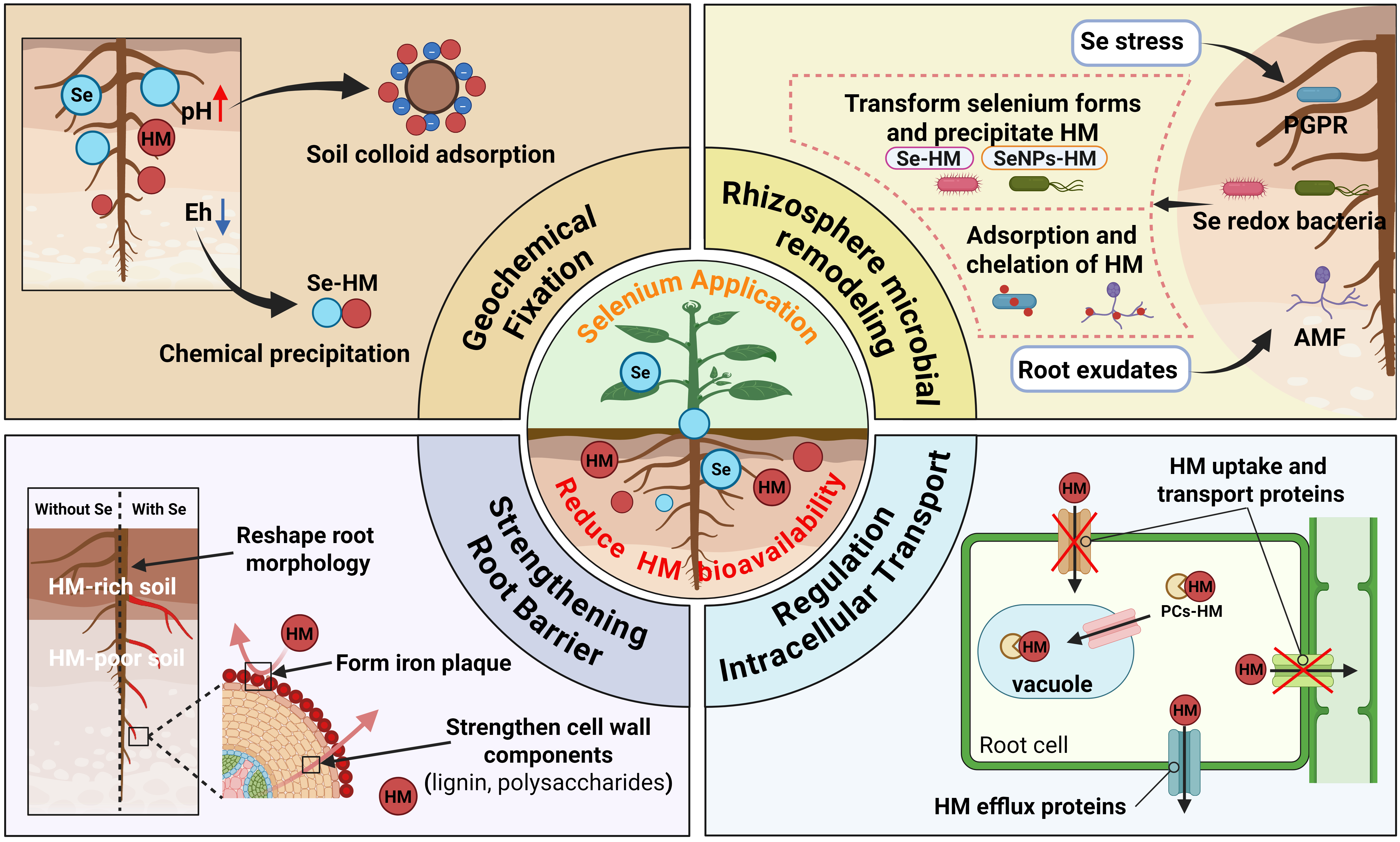 Selenium-Mediated Rhizosphere Blocking and Control Network ...