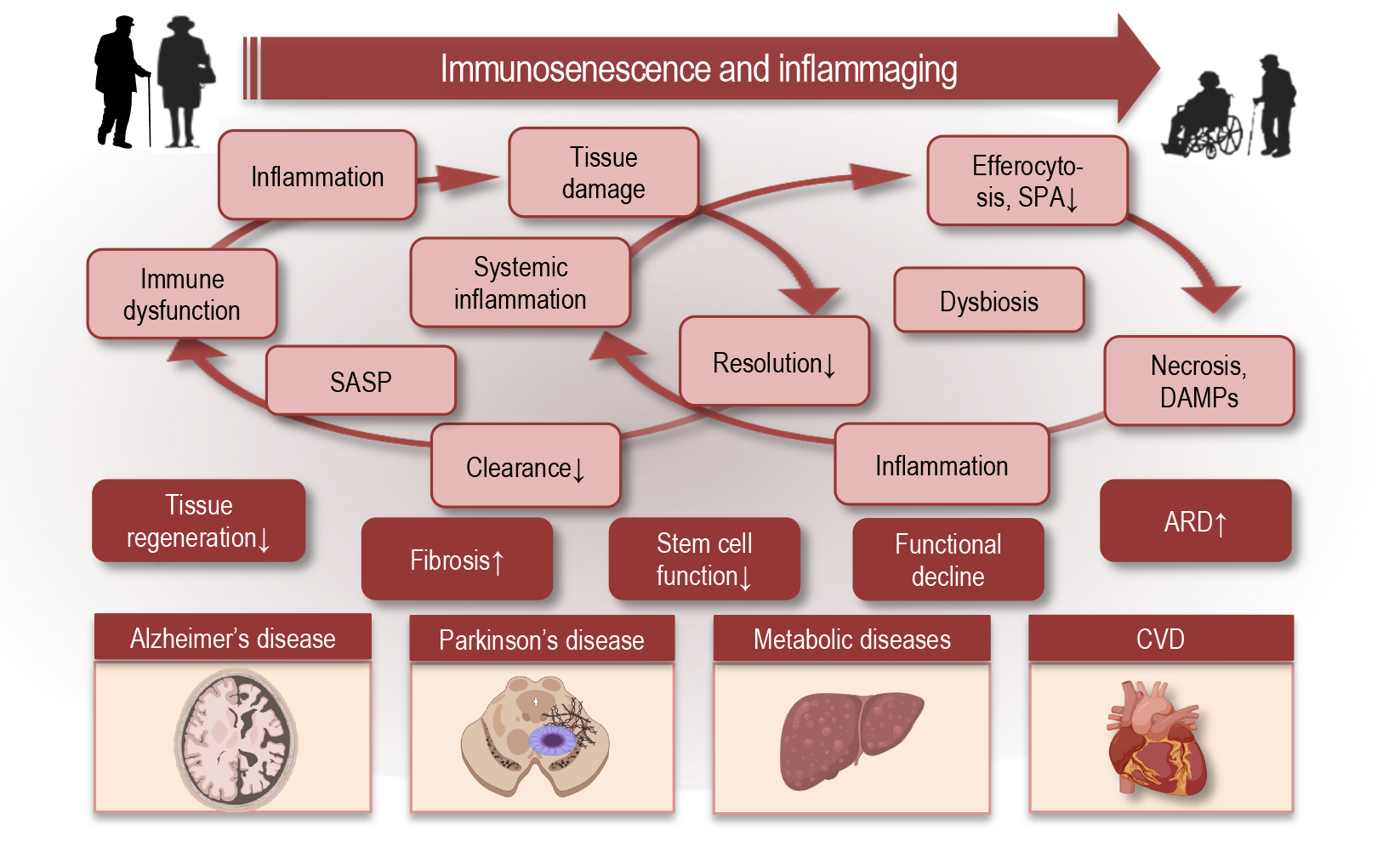 Network Rewiring in the Aging Immune System: From Chronic Inflammation ...