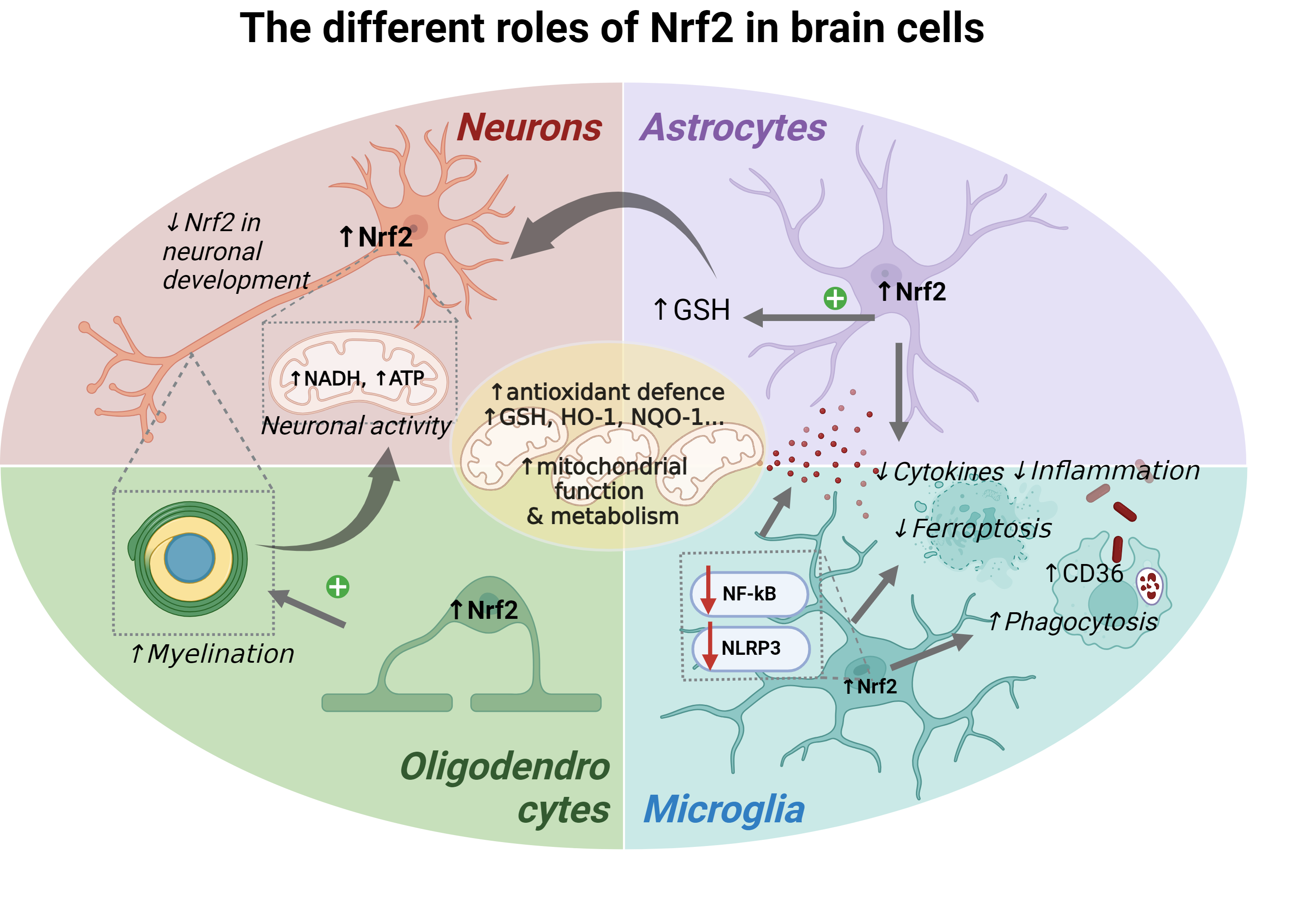 Multitarget Effects of Nrf2 Signalling in the Brain: Common and ...
