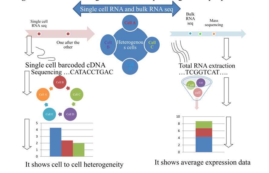 Single-Cell RNA Sequencing, Current Progresses and Future Perspectives ...