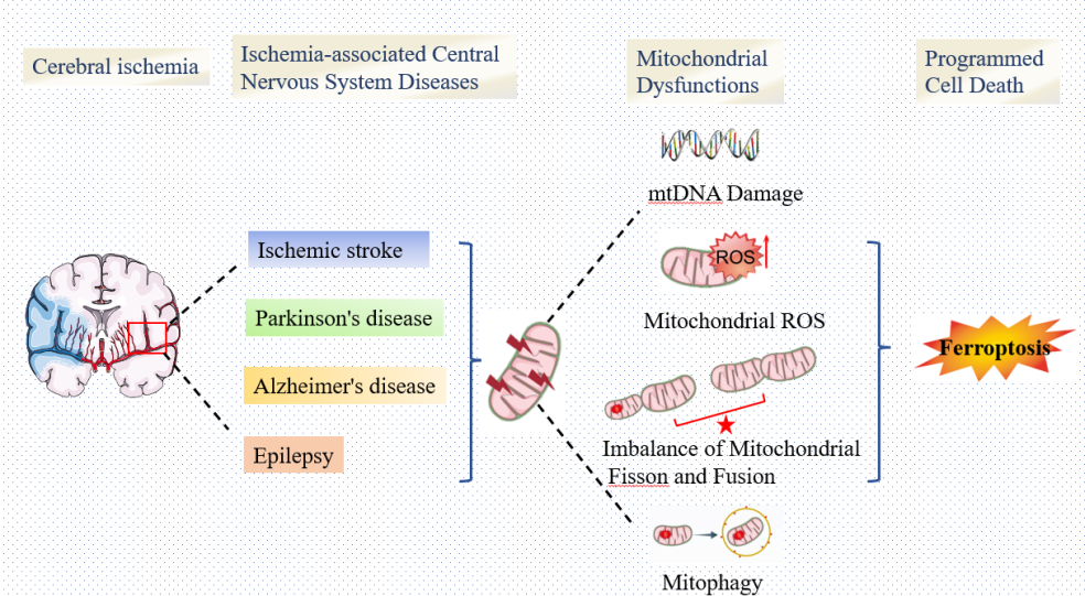 The Interplay between Mitochondrial dysfunction and Ferroptosis during ...