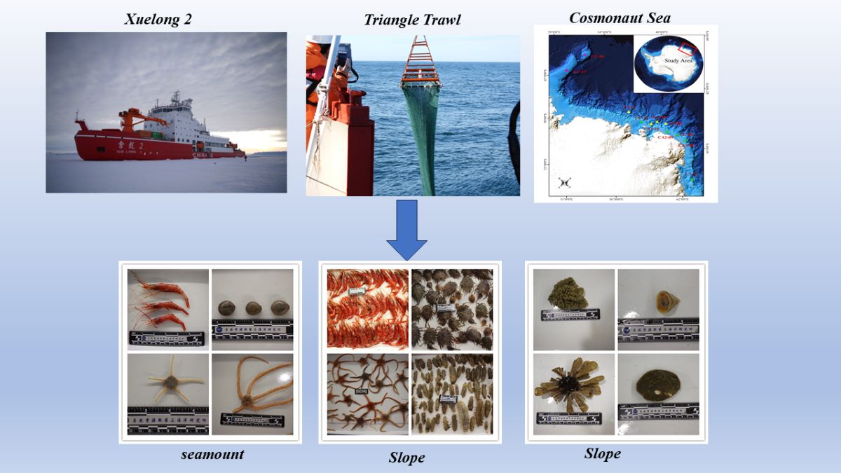 Species Diversity and Community Structure of Macrobenthos in the ...