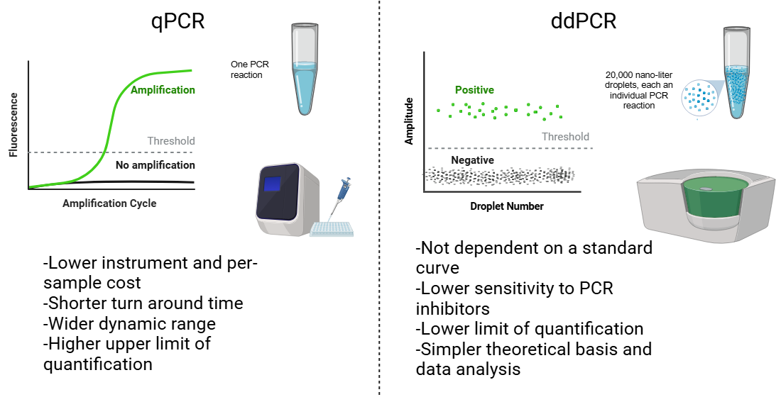 The Theoretical Basis of qPCR and ddPCR Copy Number Estimates: A ...