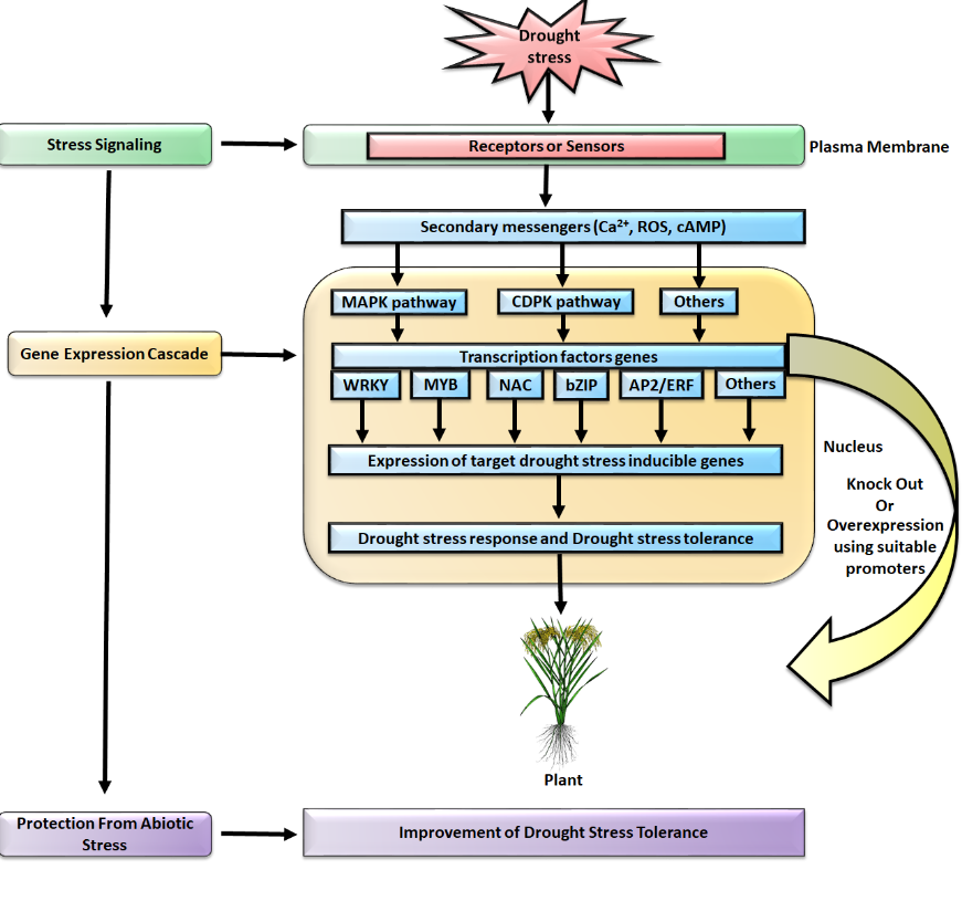 Recent Advances in the Drought Stress Tolerance in Rice[v3] | Preprints.org