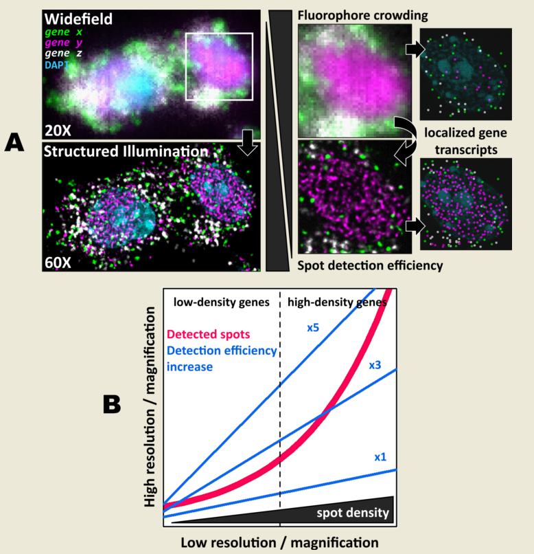 Structured Illumination Microscopy Improves Spot Detection Performance in Spatial ...