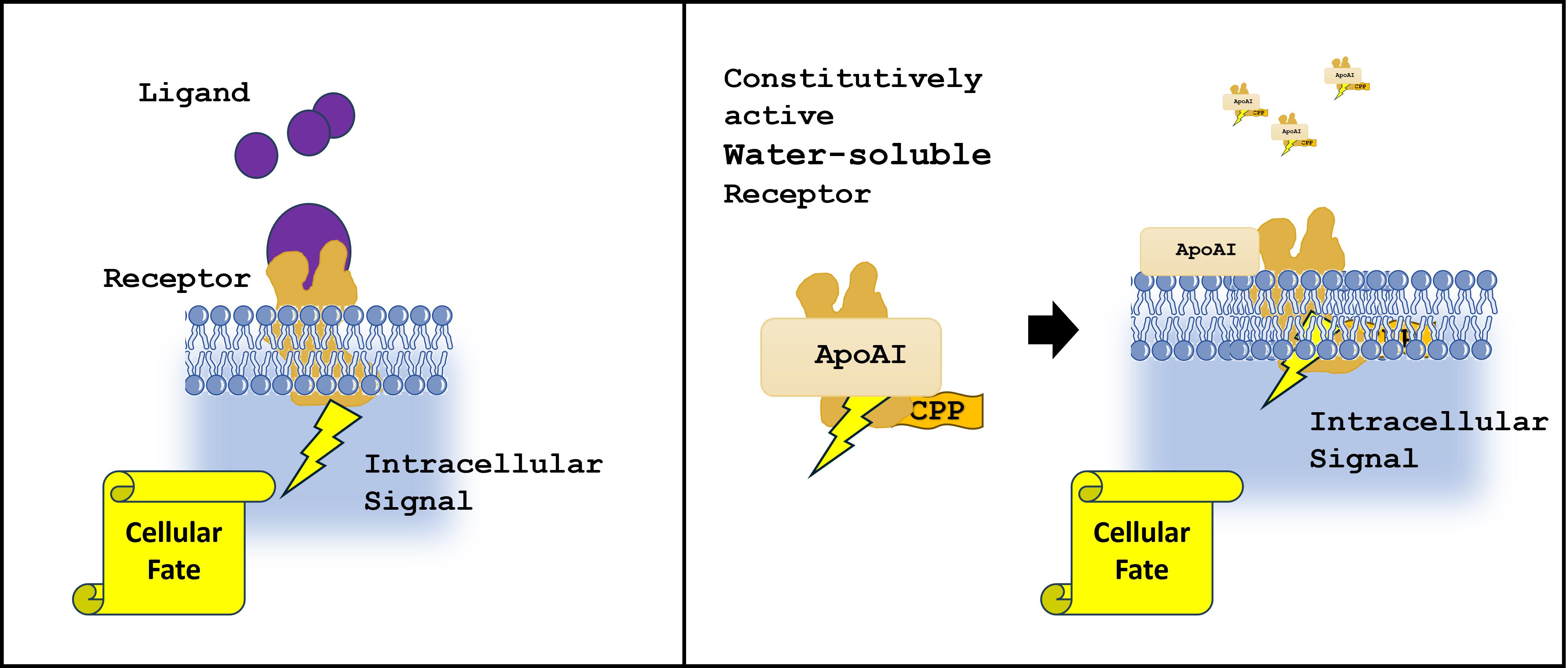 Directing Cellular Fate Through Water-Soluble Membrane Proteins[v1 ...