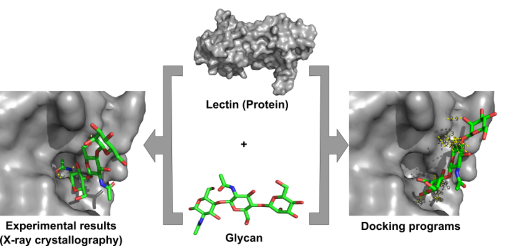 Exploring Lectin Glycan Interactions A Novel Glycan Based Drug Discovery Approach For Sars Cov