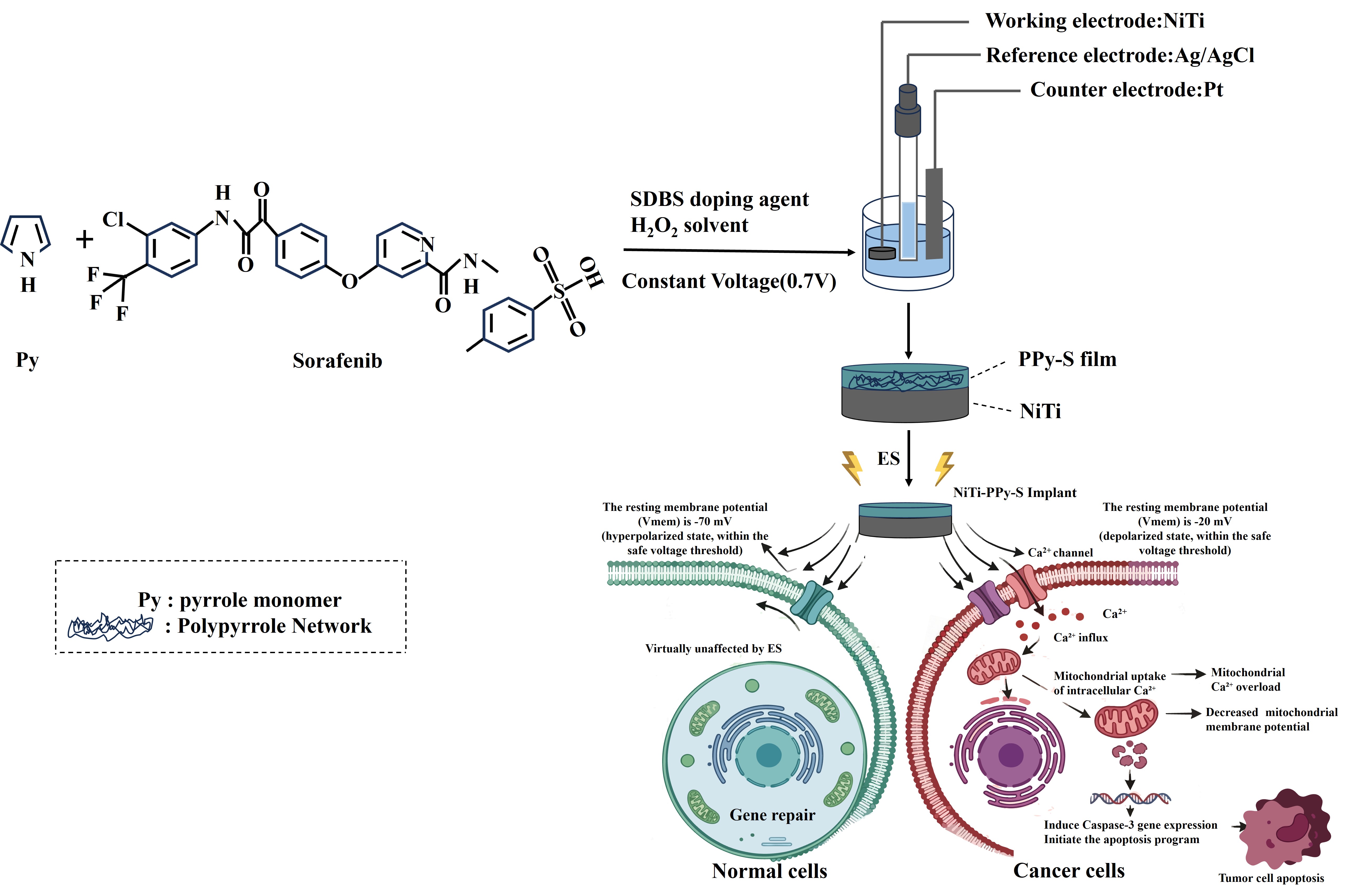 Development of an Electro-Responsive Sorafenib-Loaded Polypyrrole Film ...