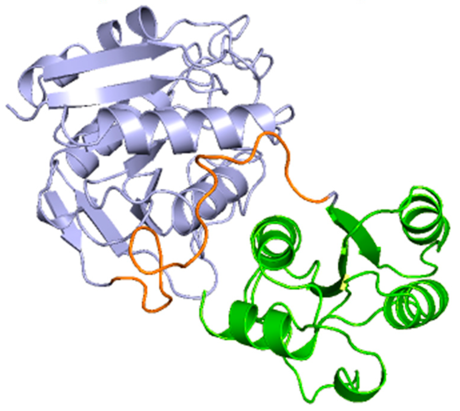 In Silico Design of a Chimeric Humanized L-Asparaginase.[v1 ...