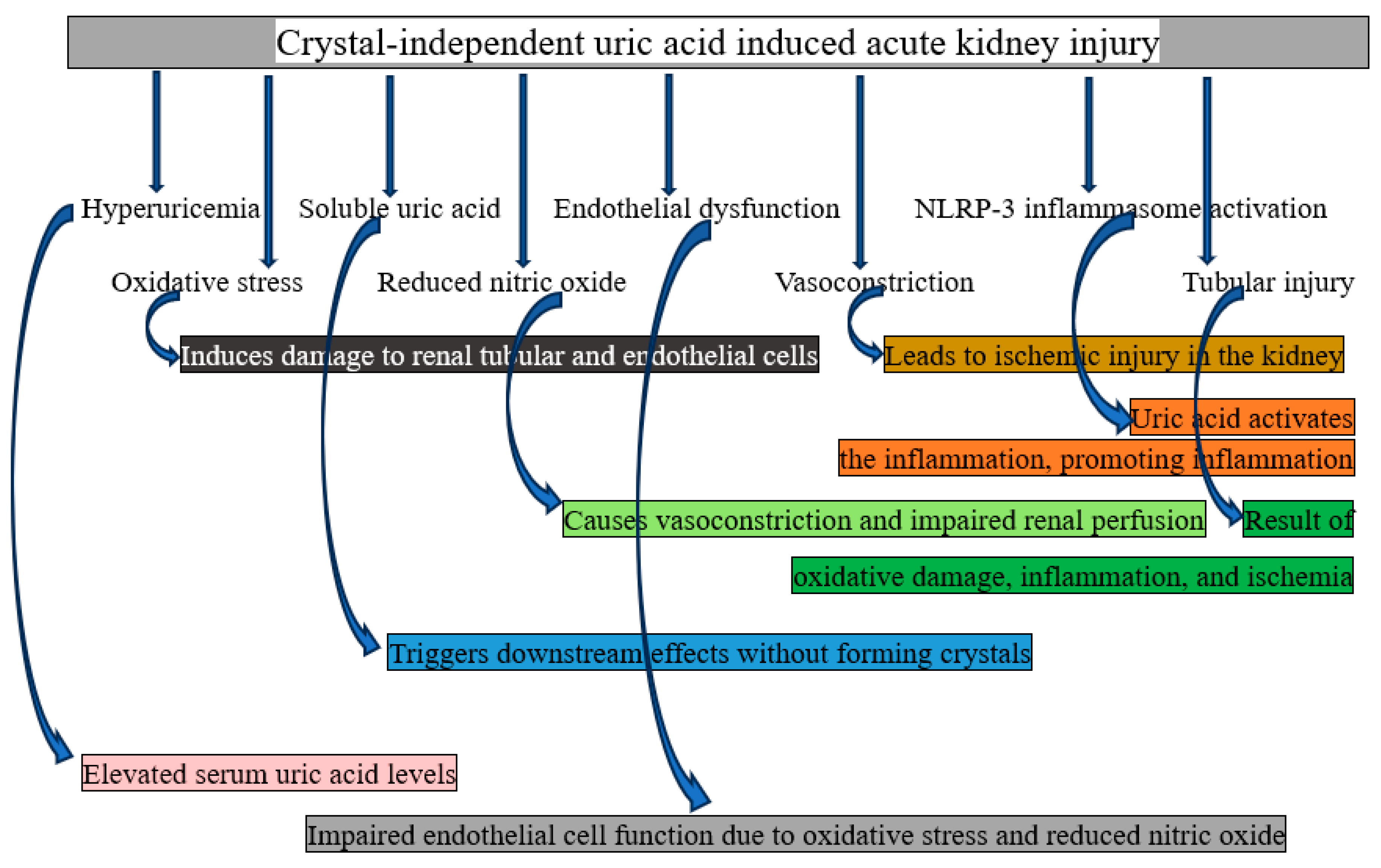 Exploring the Role of Elevated Uric Acid in Acute Kidney Injury: A ...