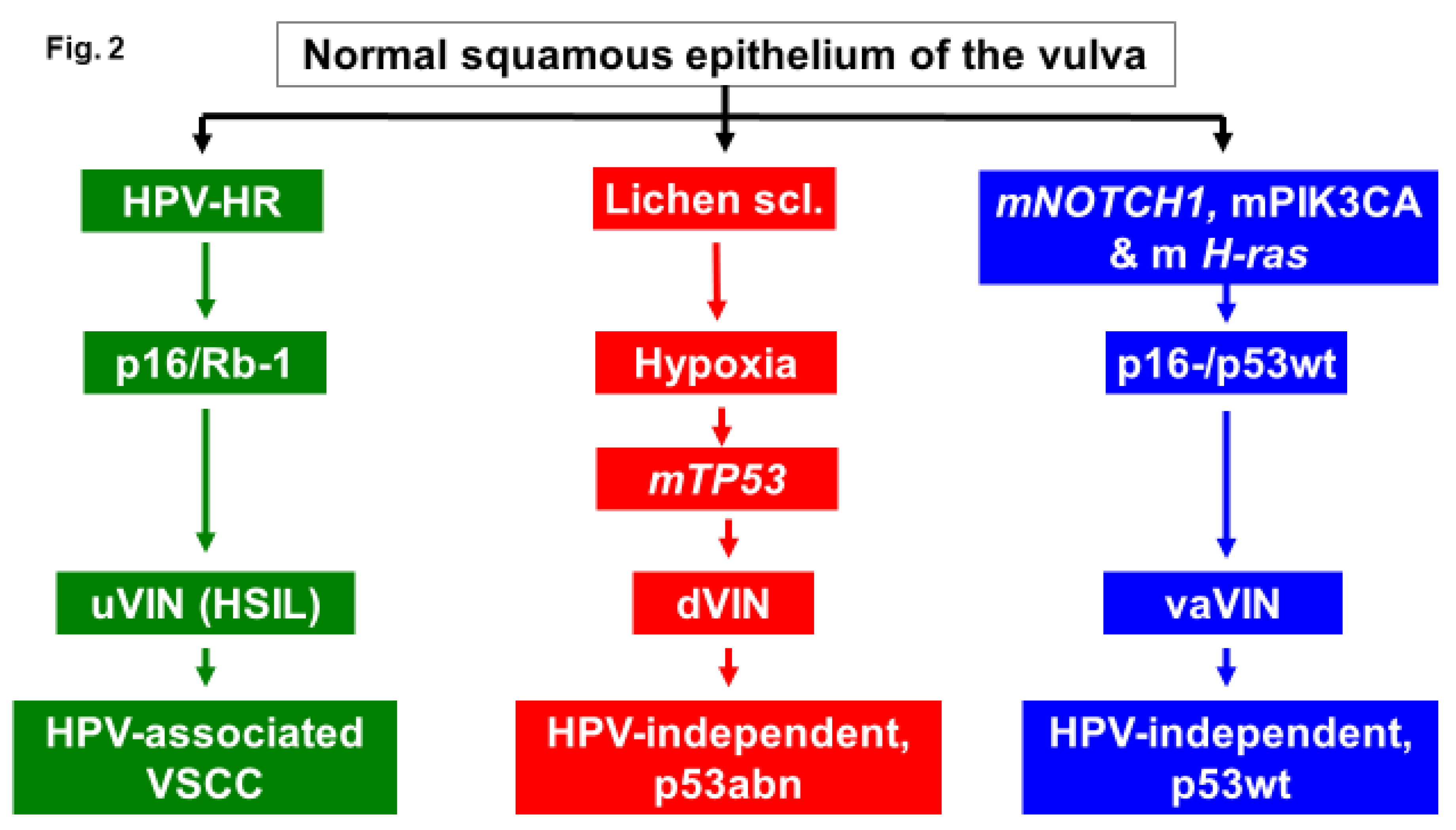 Molecular Subtypes of Vulvar Squamous Cell Carcinoma: the significance of HPV-independent/p53 ...