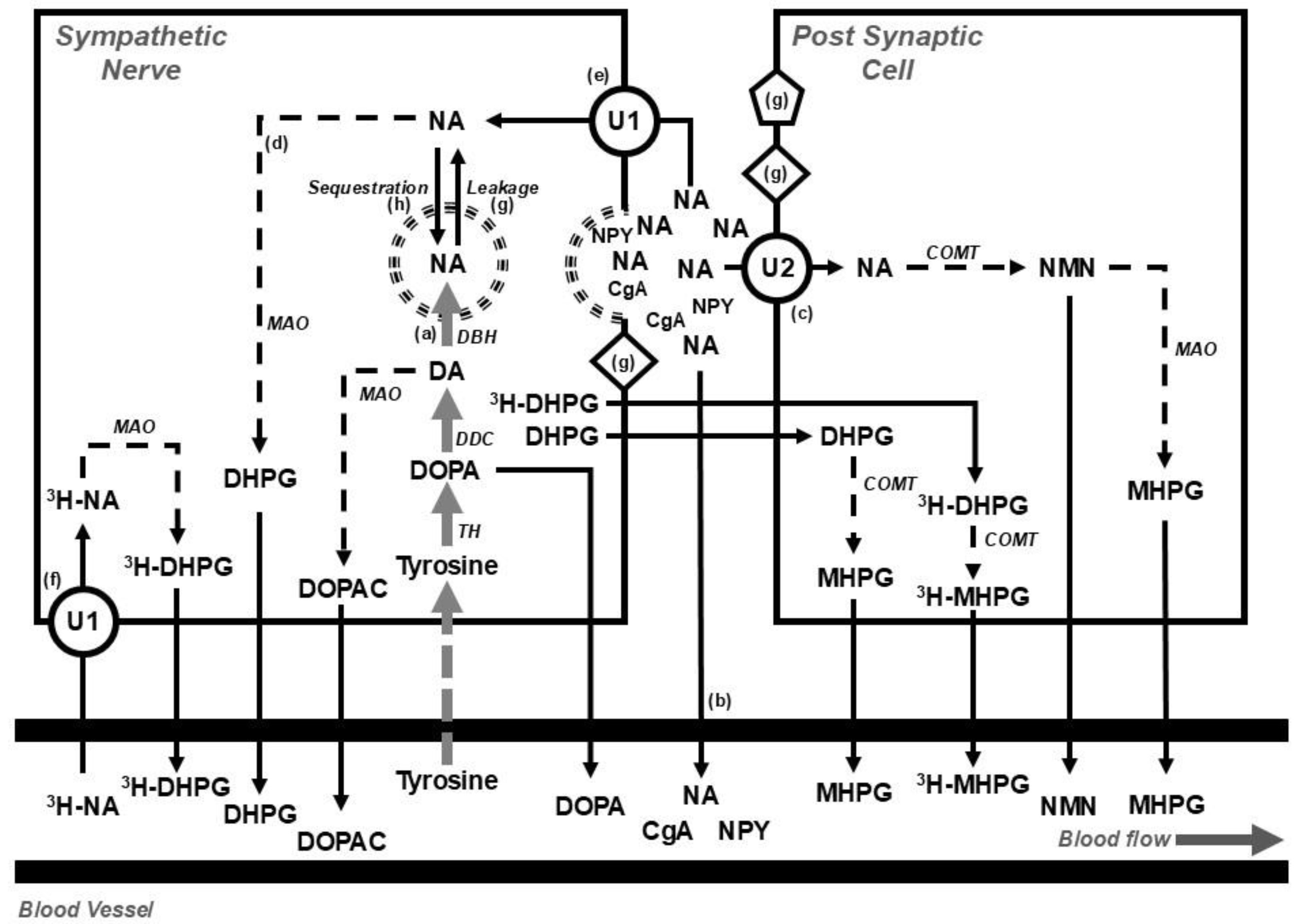 The Influence of the Sympathetic Nervous System on Cardio-Metabolic ...