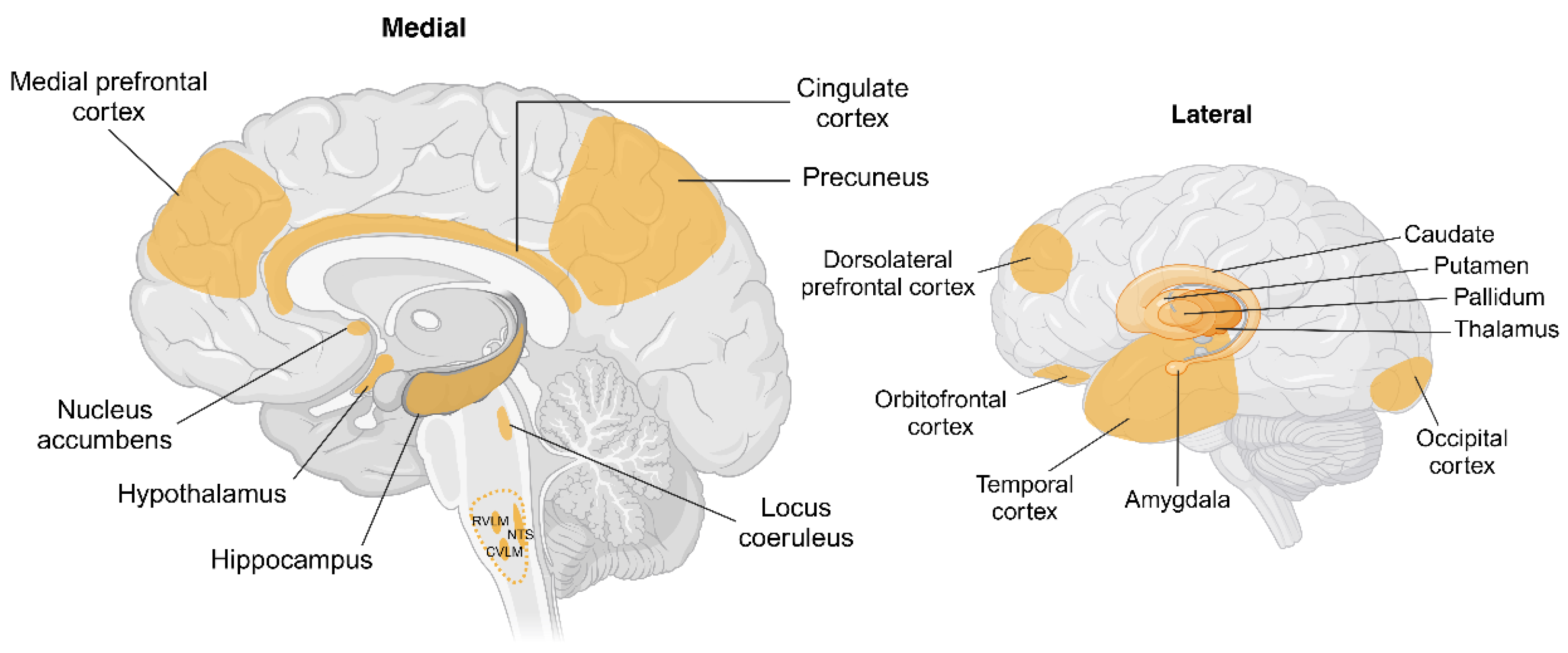 The Influence of the Sympathetic Nervous System on Cardio-Metabolic ...