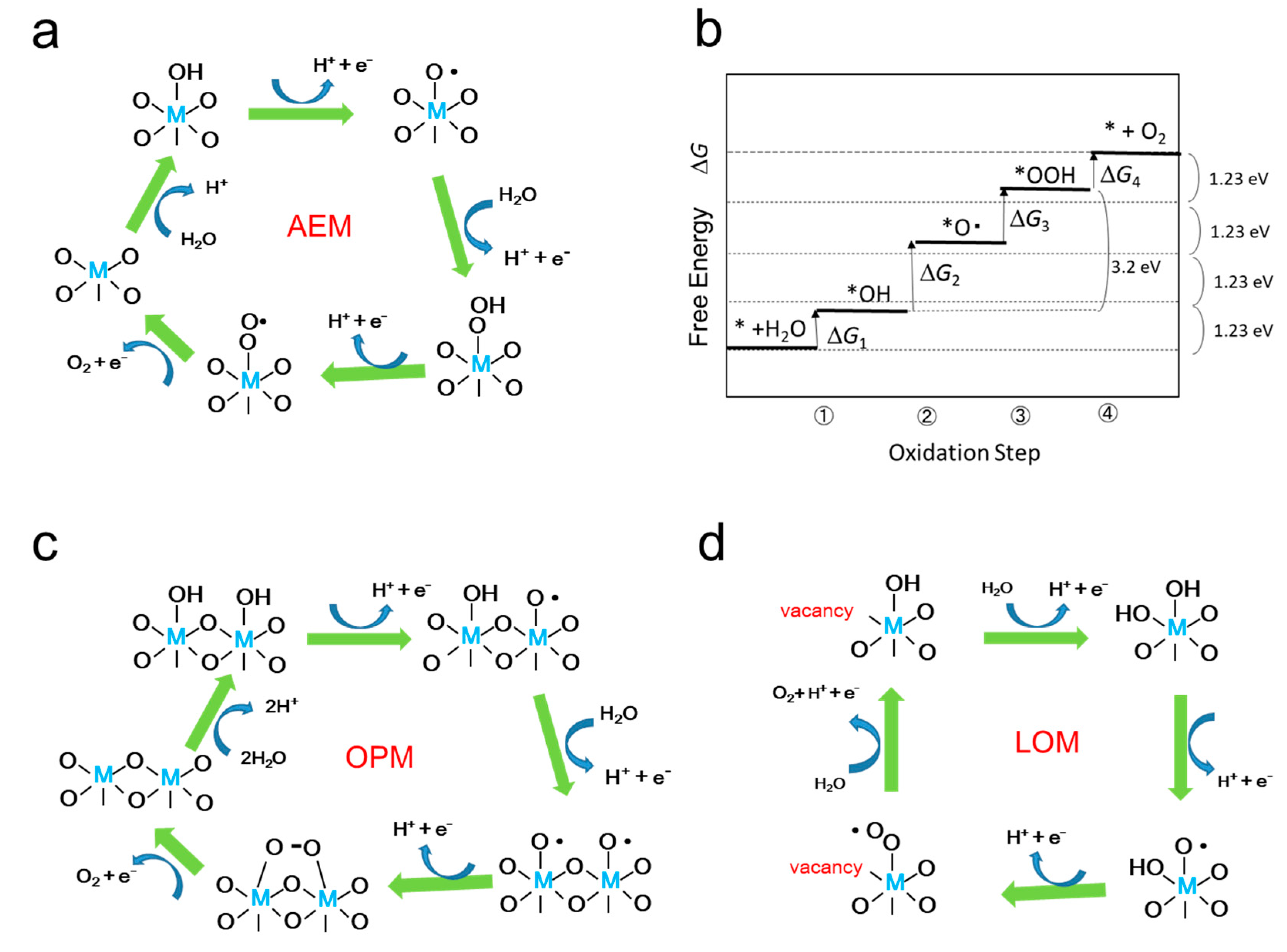 Molecular Mechanisms of Oxygen Evolution Reactions for Artificial ...