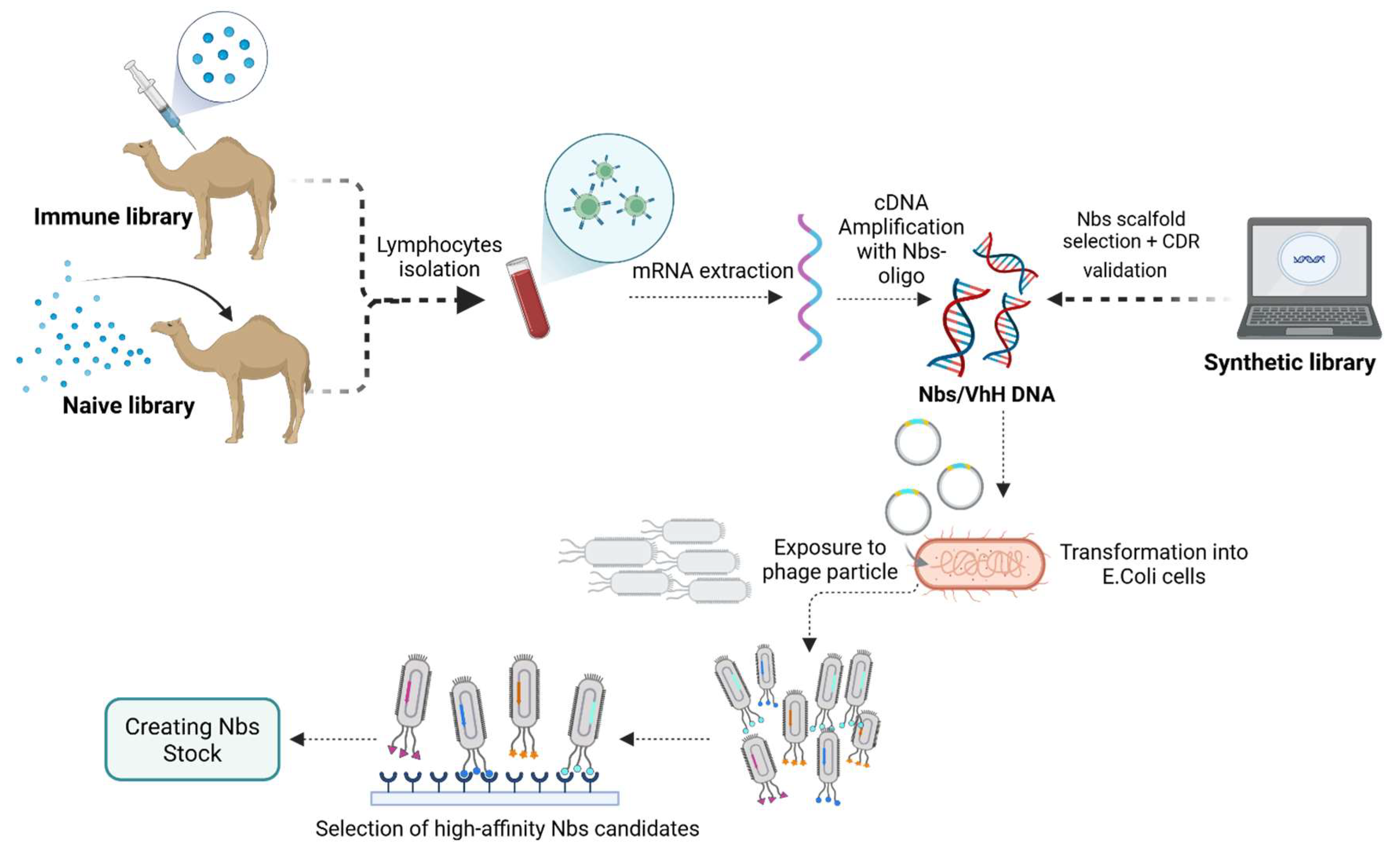 Nanobodies Open New Avenues in Cancer Treatment: Beyond a Laboratory Bench[v4] | Preprints.org