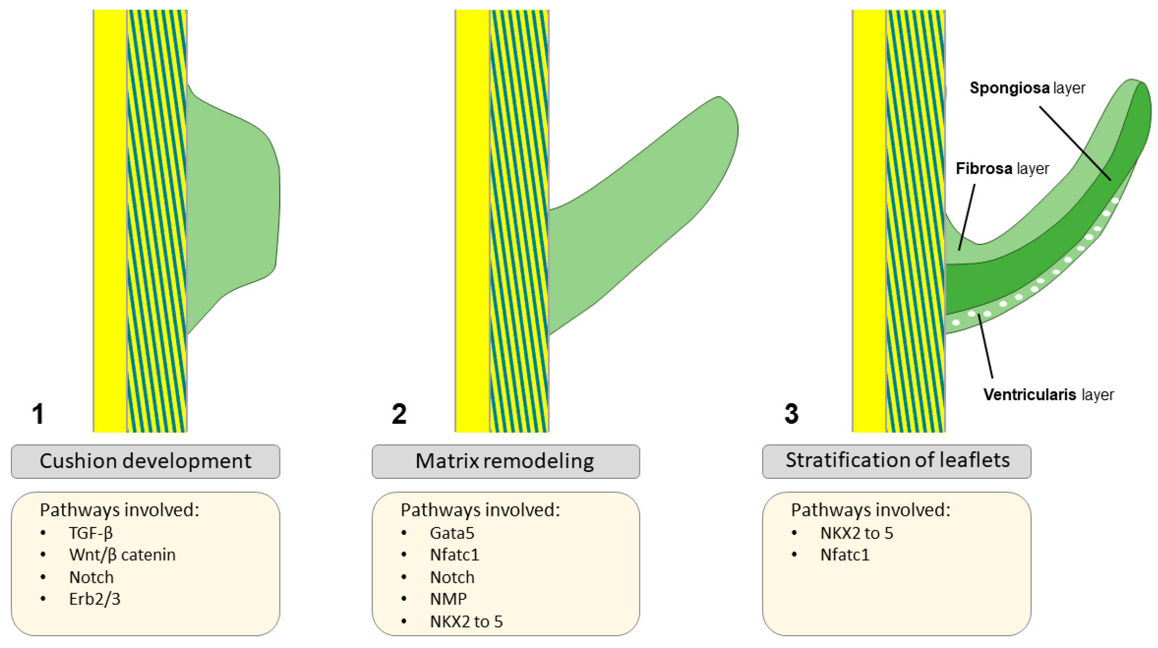 Aortic Valve Embryology, Mechanobiology and Second Messenger Pathways ...