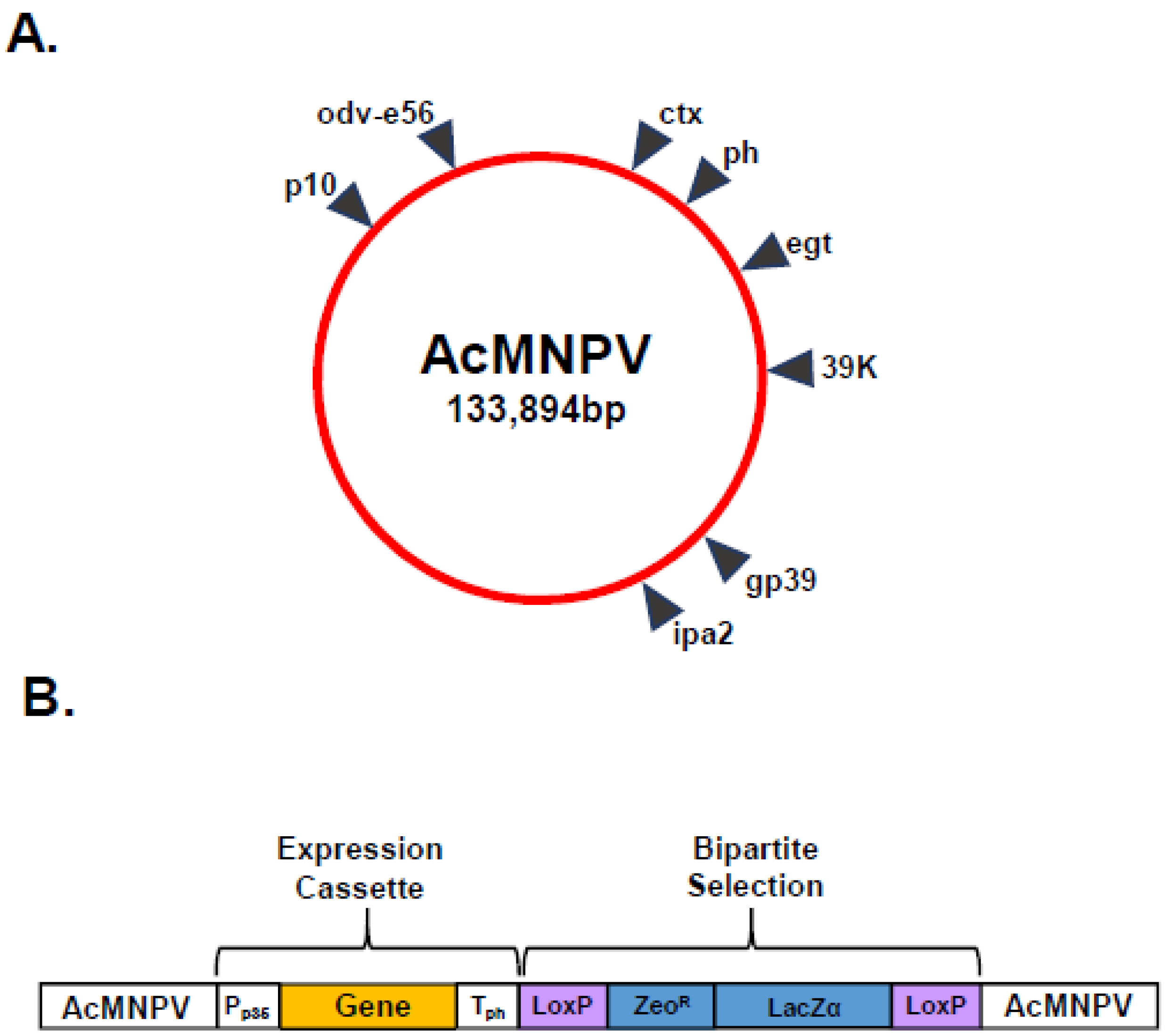 Virus-Like Particles as Viral Vaccines: From Inception to Contemporary ...