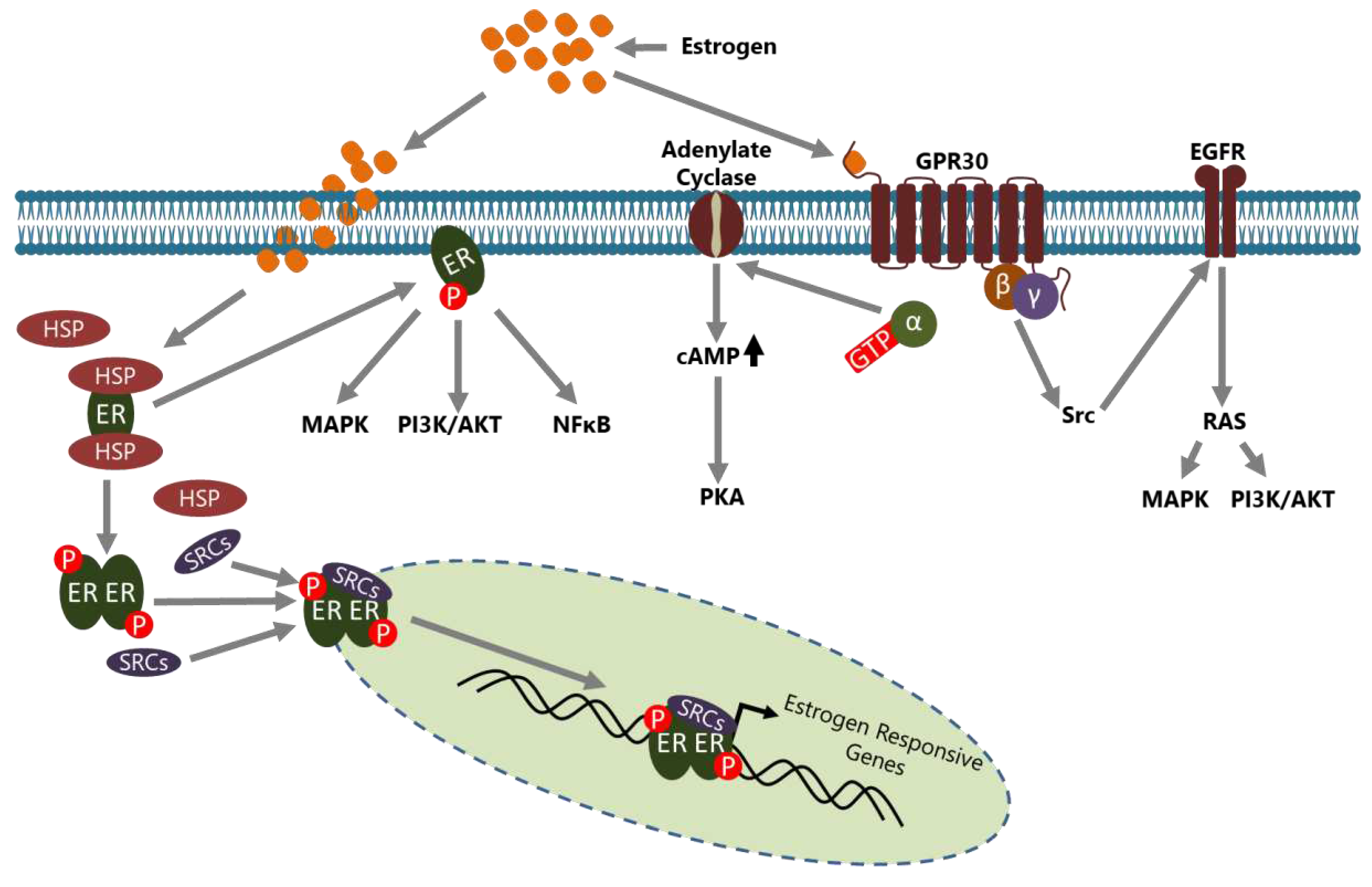 Critical Roles of SRC-3 in Development and Progression of Breast Cancer ...