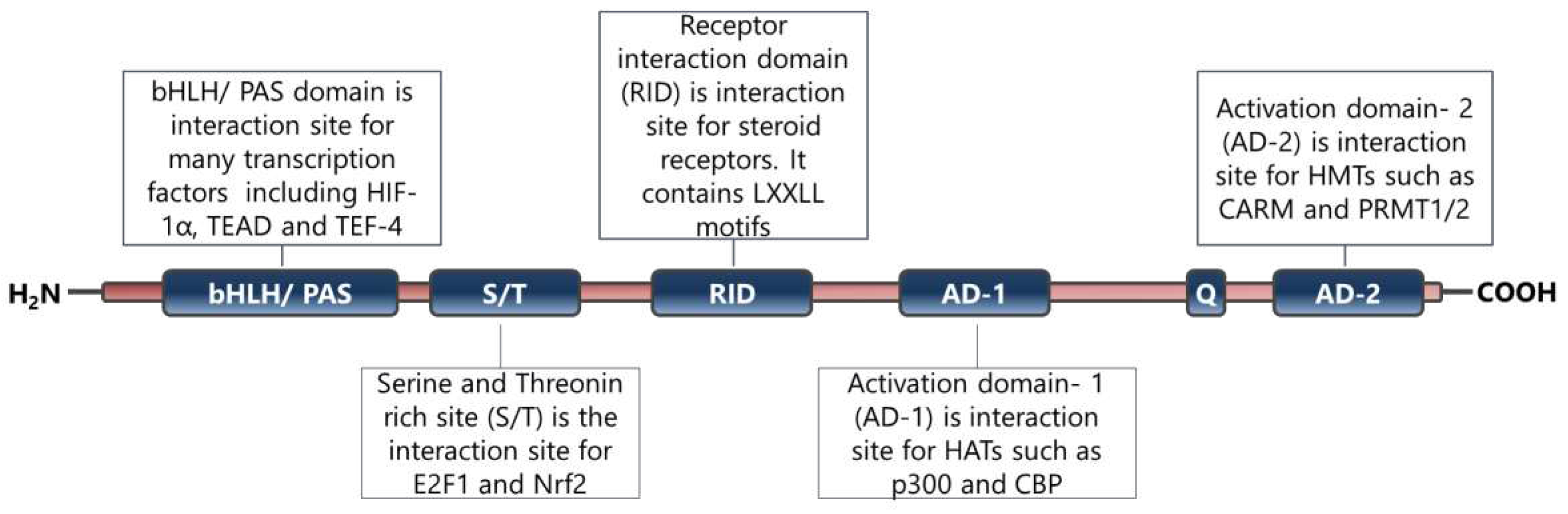 Critical Roles of SRC-3 in Development and Progression of Breast Cancer ...