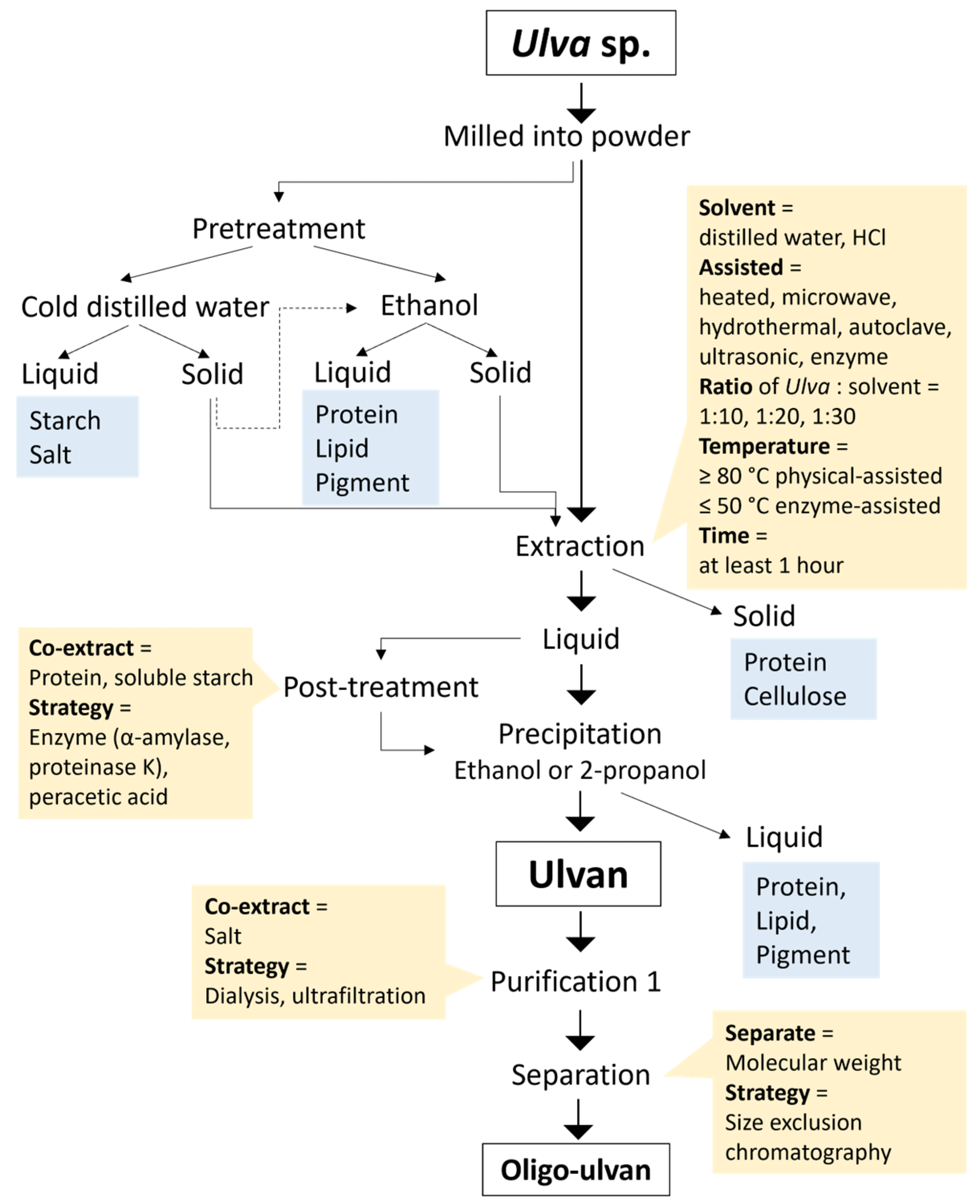 Ulva Seaweed-Derived Ulvan: A Promising Marine Polysaccharide for ...