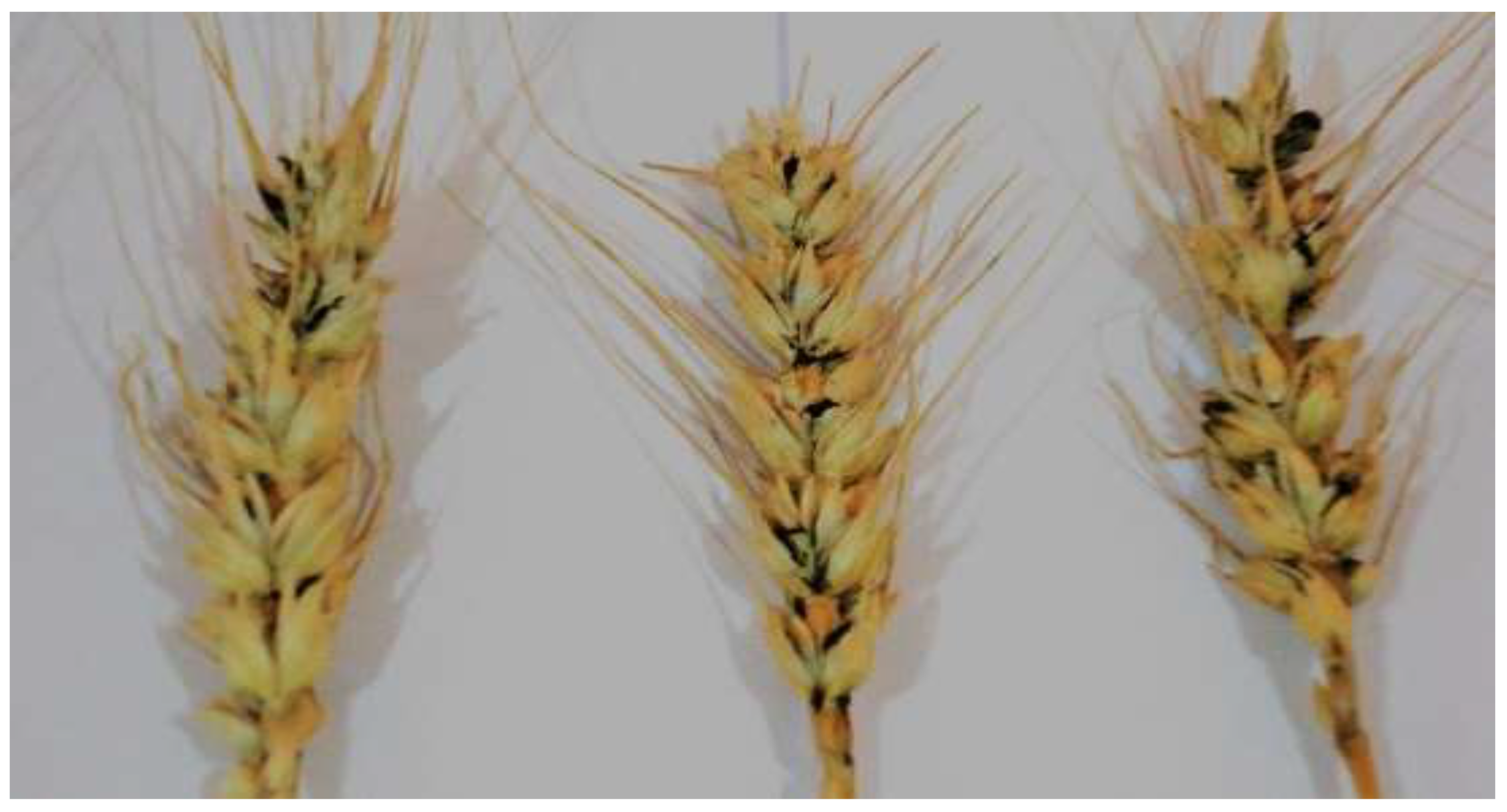 Reemergence of Wheat Common Bunt After Three Decades in Pakistan[v1 ...