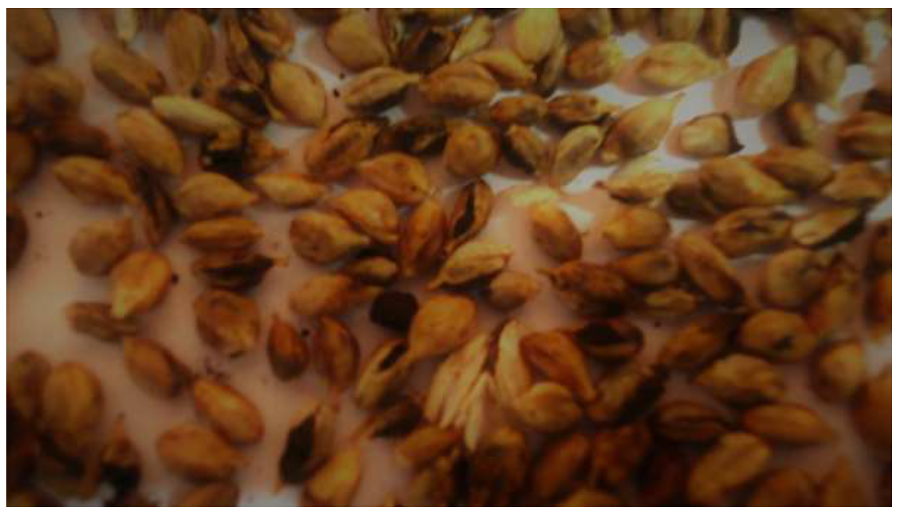 Reemergence of Wheat Common Bunt After Three Decades in Pakistan[v1 ...