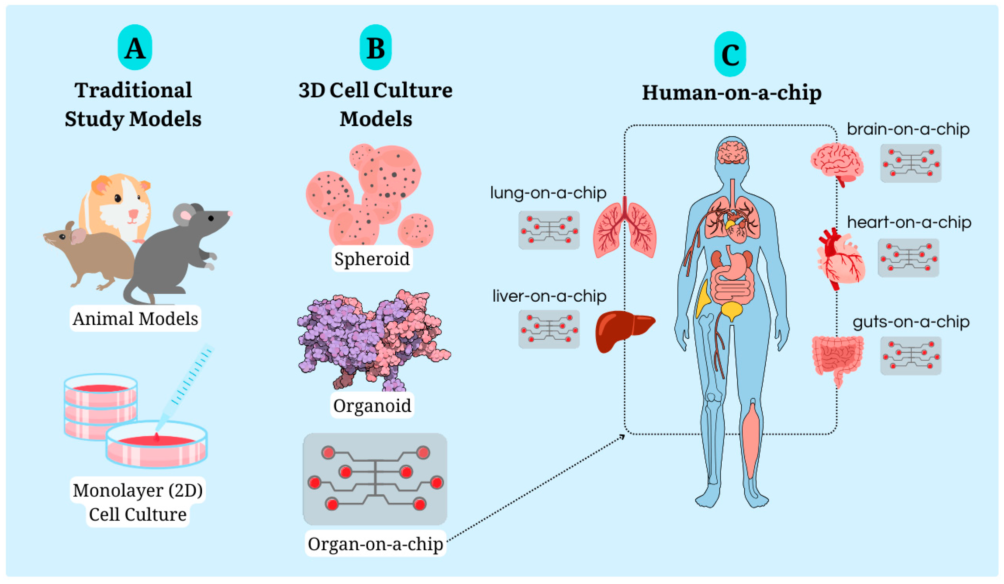 A Brief Review on the Cell Culture History: From Harrison to Organs-on ...