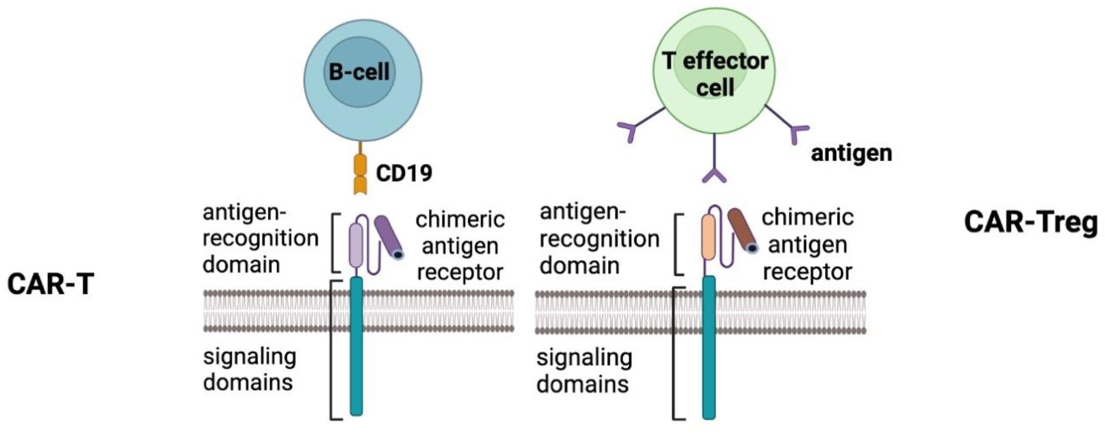 Advancing Cell Immunotherapy for Autoimmune Diseases: CAR-T and CAR-Treg Therapies[v1 ...