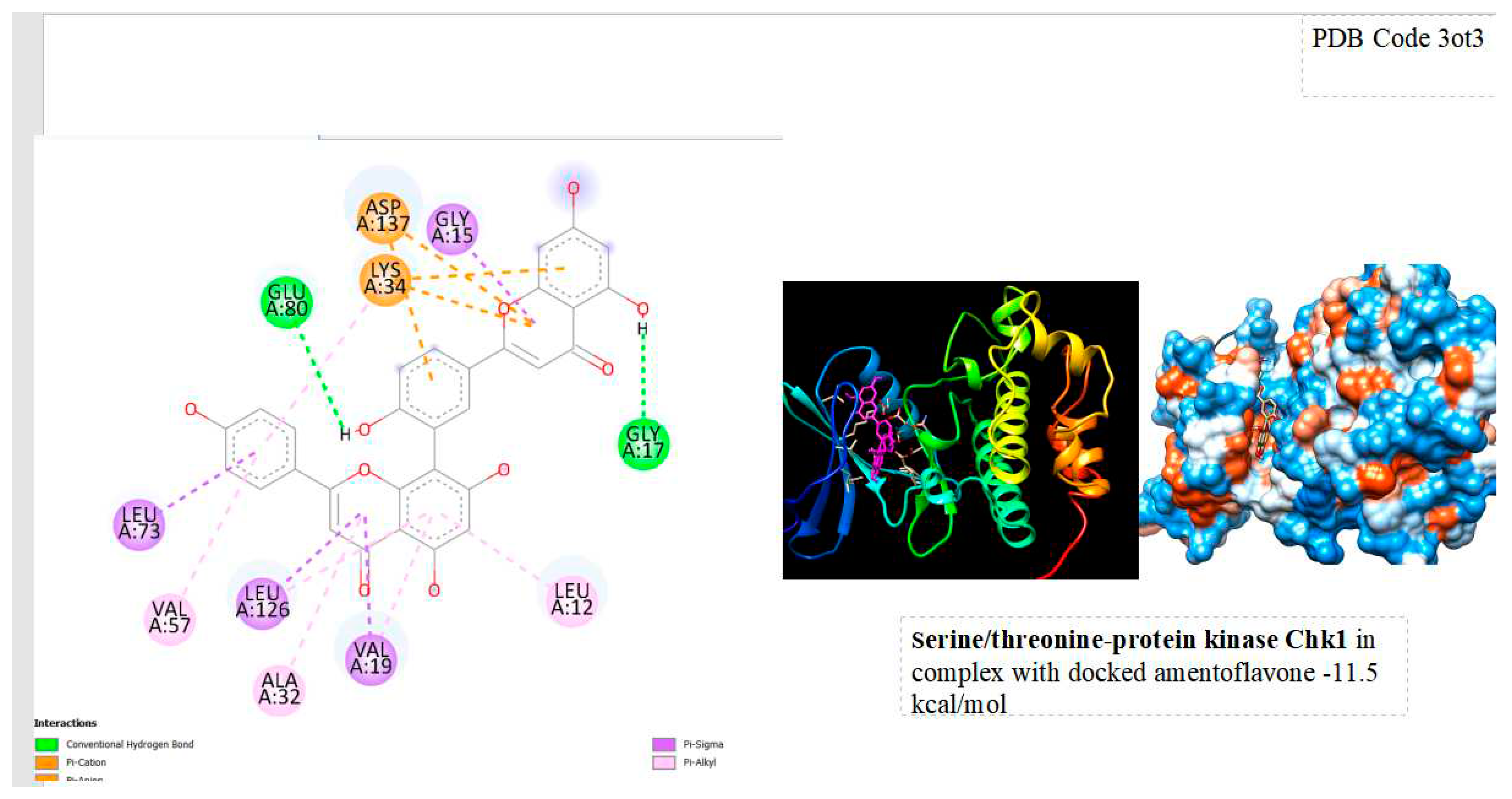 Novel Perspectives on Amentoflavone's Influence on Cell Cycle and ...