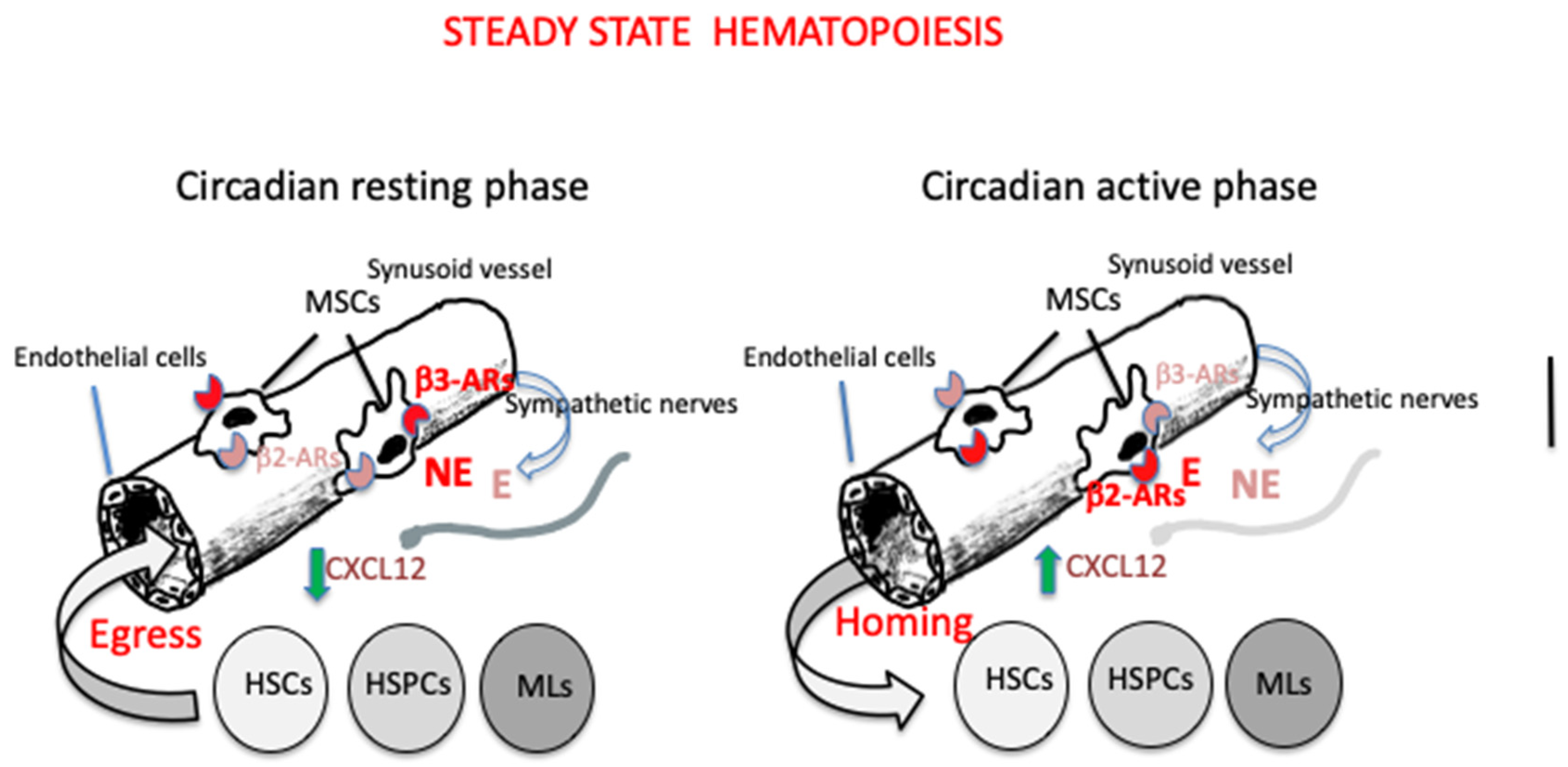 The Sympathetic Nervous Influence on Hematopoiesis Up to Date[v1 ...