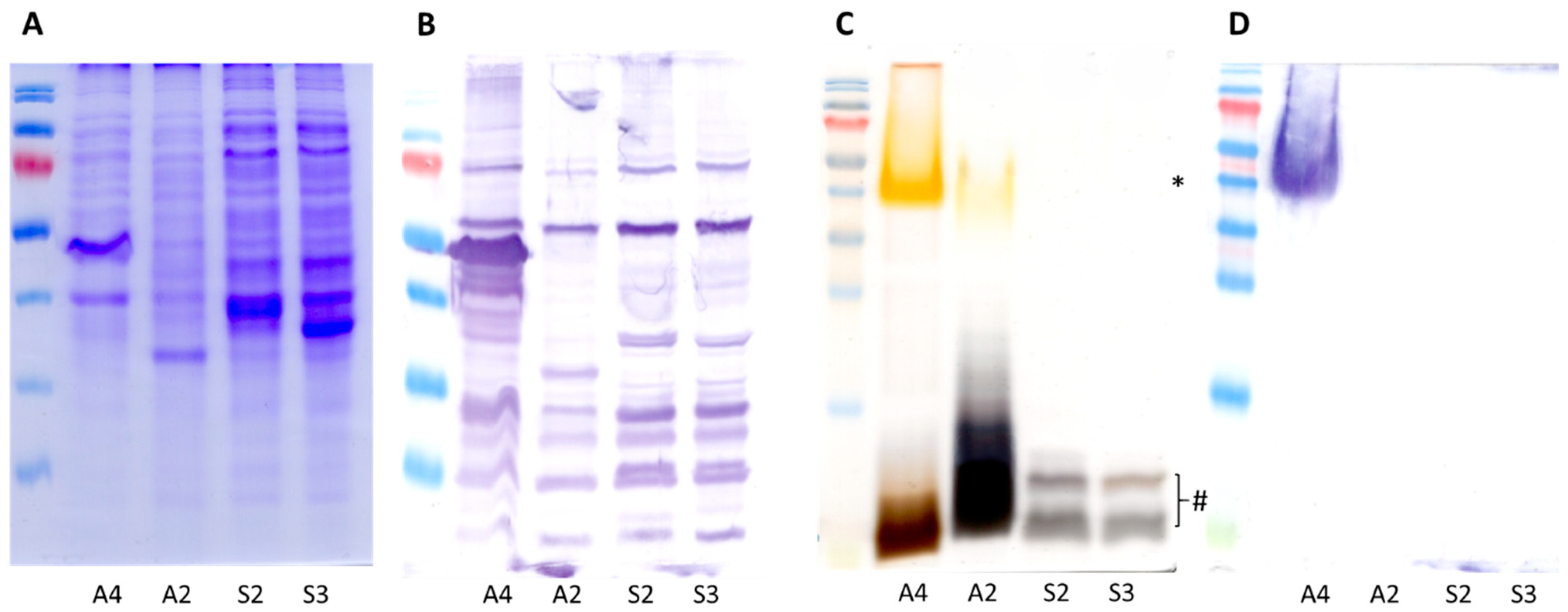 Furunculosis Caused by Aeromonas piscicola: Genomic Insights ...