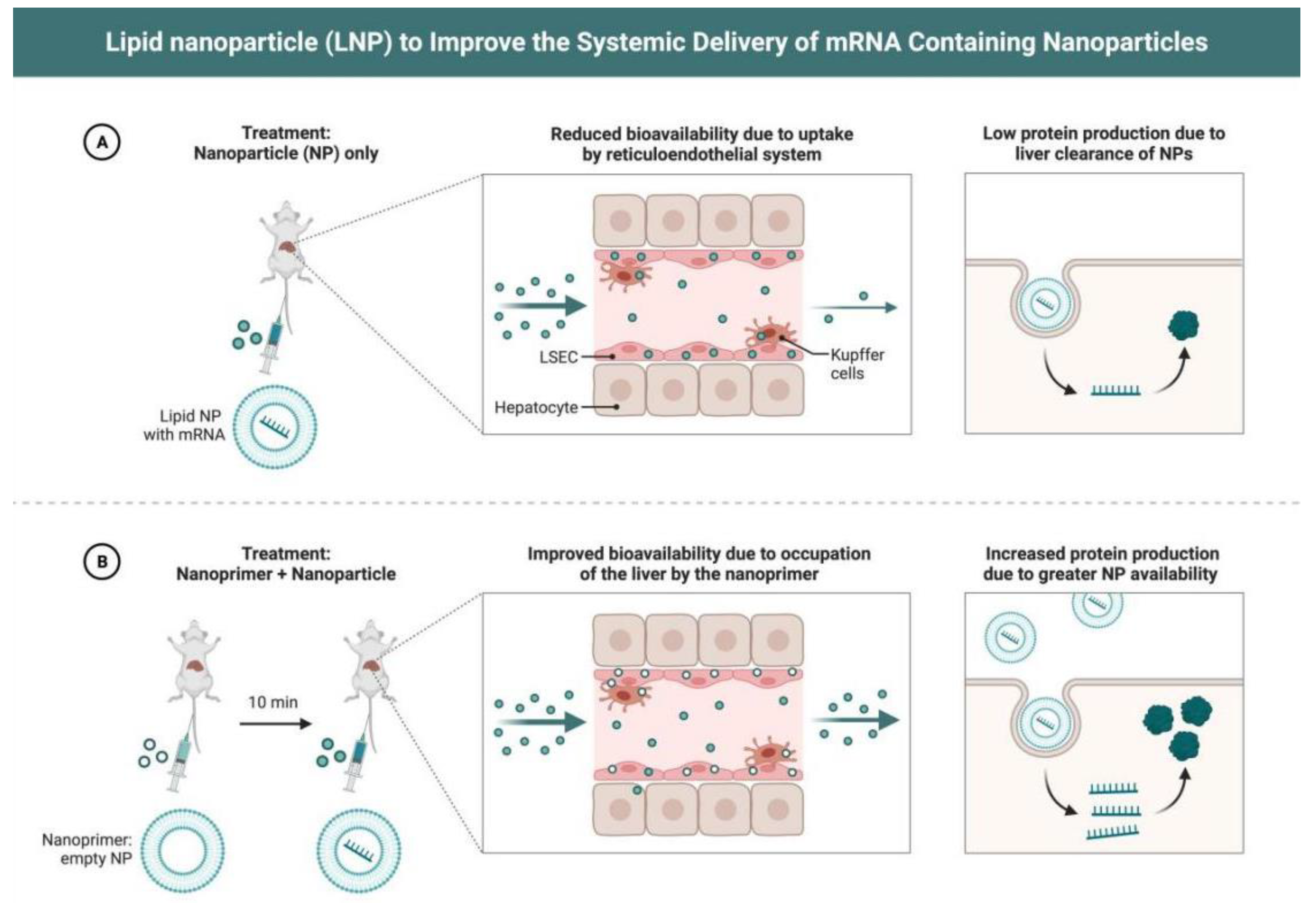 Lipid Nanoparticle (LNP) Delivery Vector-Assisted Targeted Controlled Release mRNA Vaccines in ...