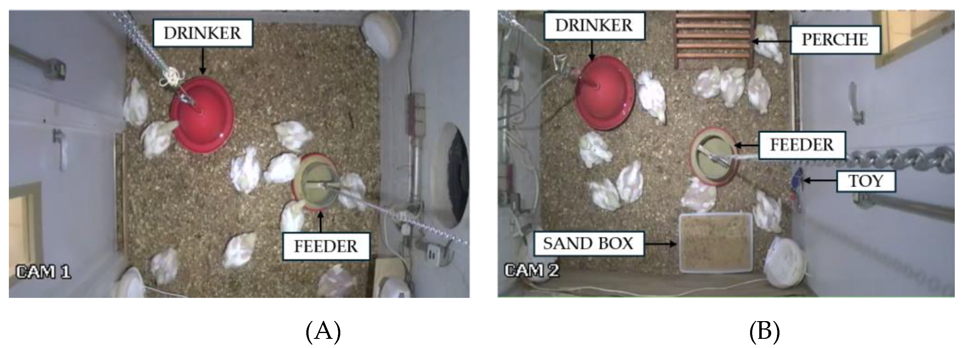 Sequential Behavior of Broiler Chickens in Enriched Environments Under Varying Thermal ...
