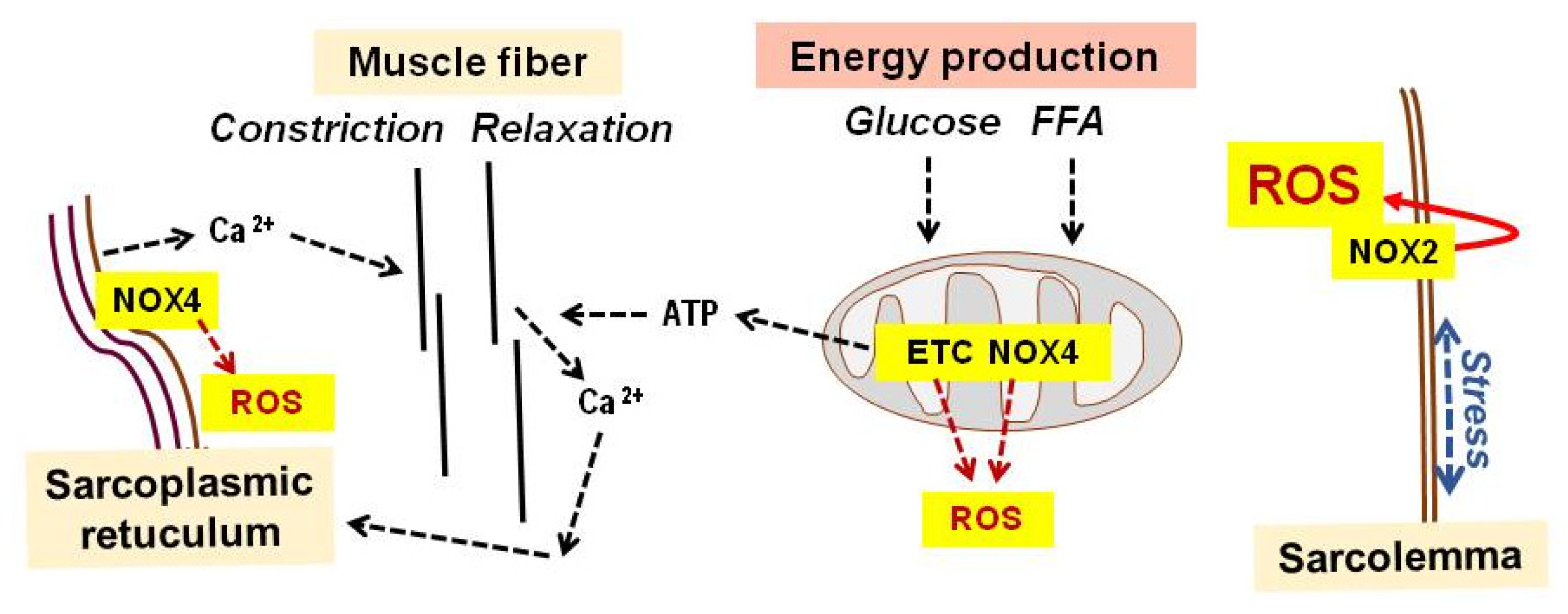 Traditional Health Practices May Promote Nrf2 Activation Similar to ...