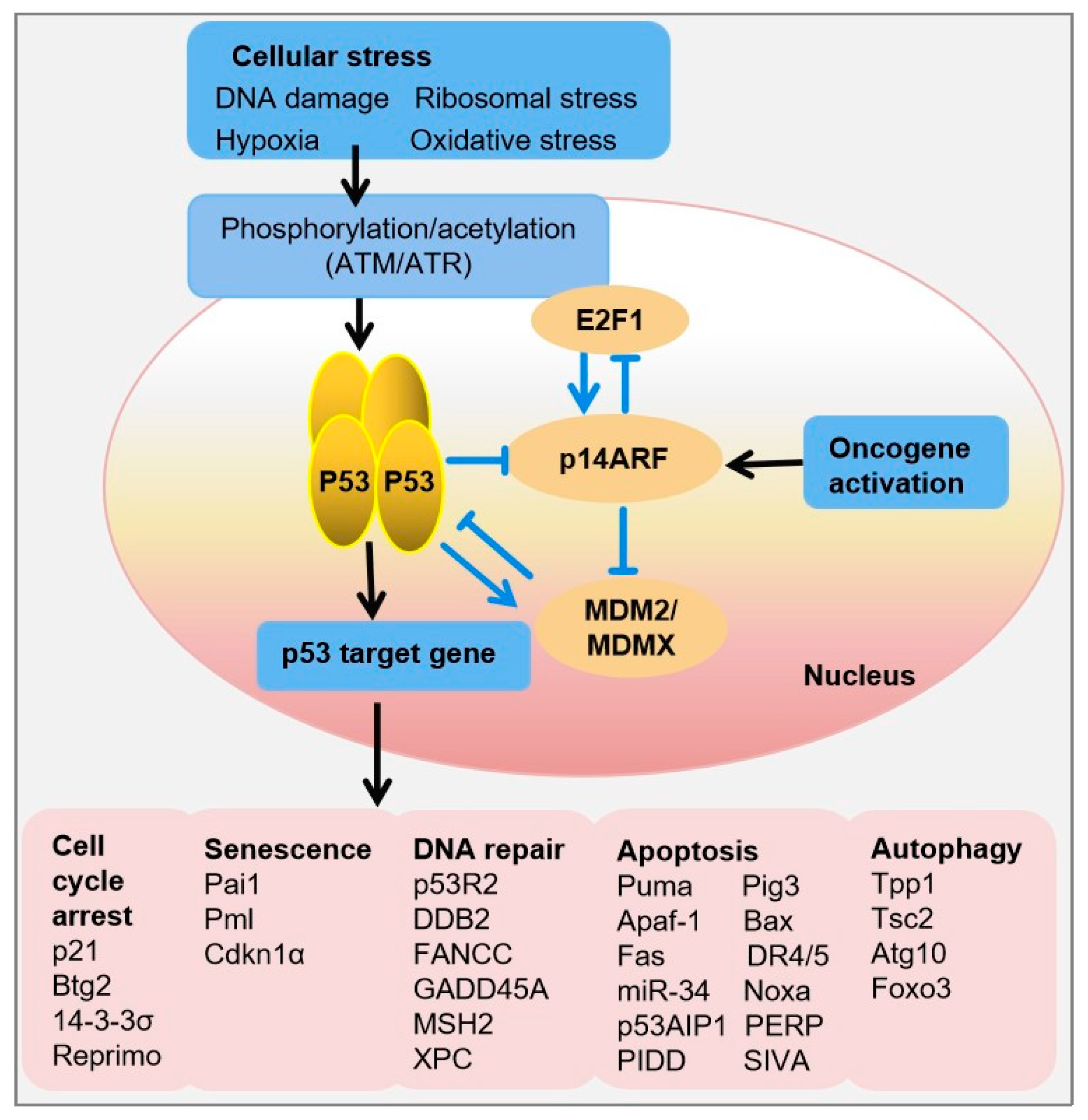 Exploring the Role of p53 in Radiosensitivity: A Key Player in Cancer Therapy[v1] | Preprints.org