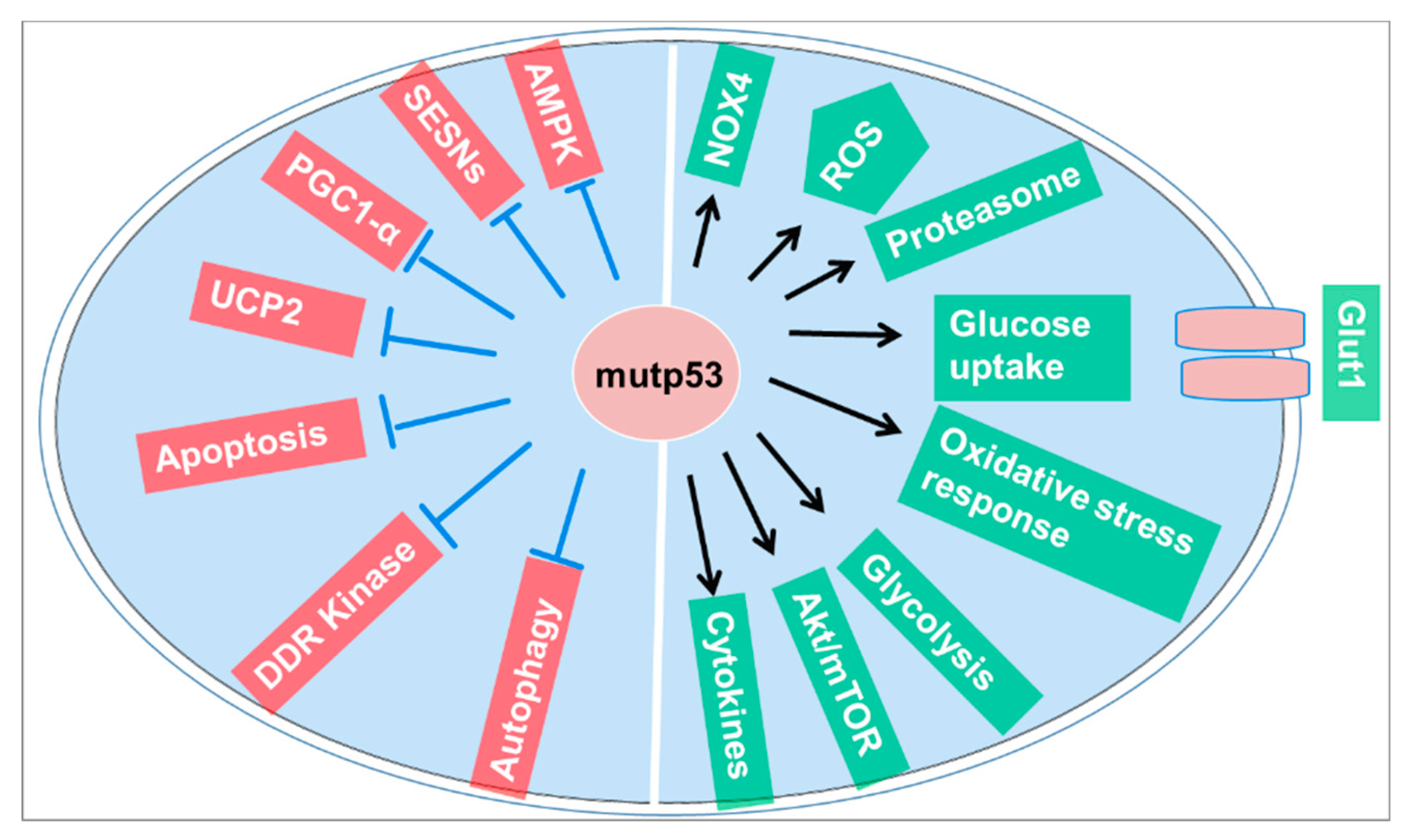 Exploring the Role of p53 in Radiosensitivity: A Key Player in Cancer Therapy[v1] | Preprints.org