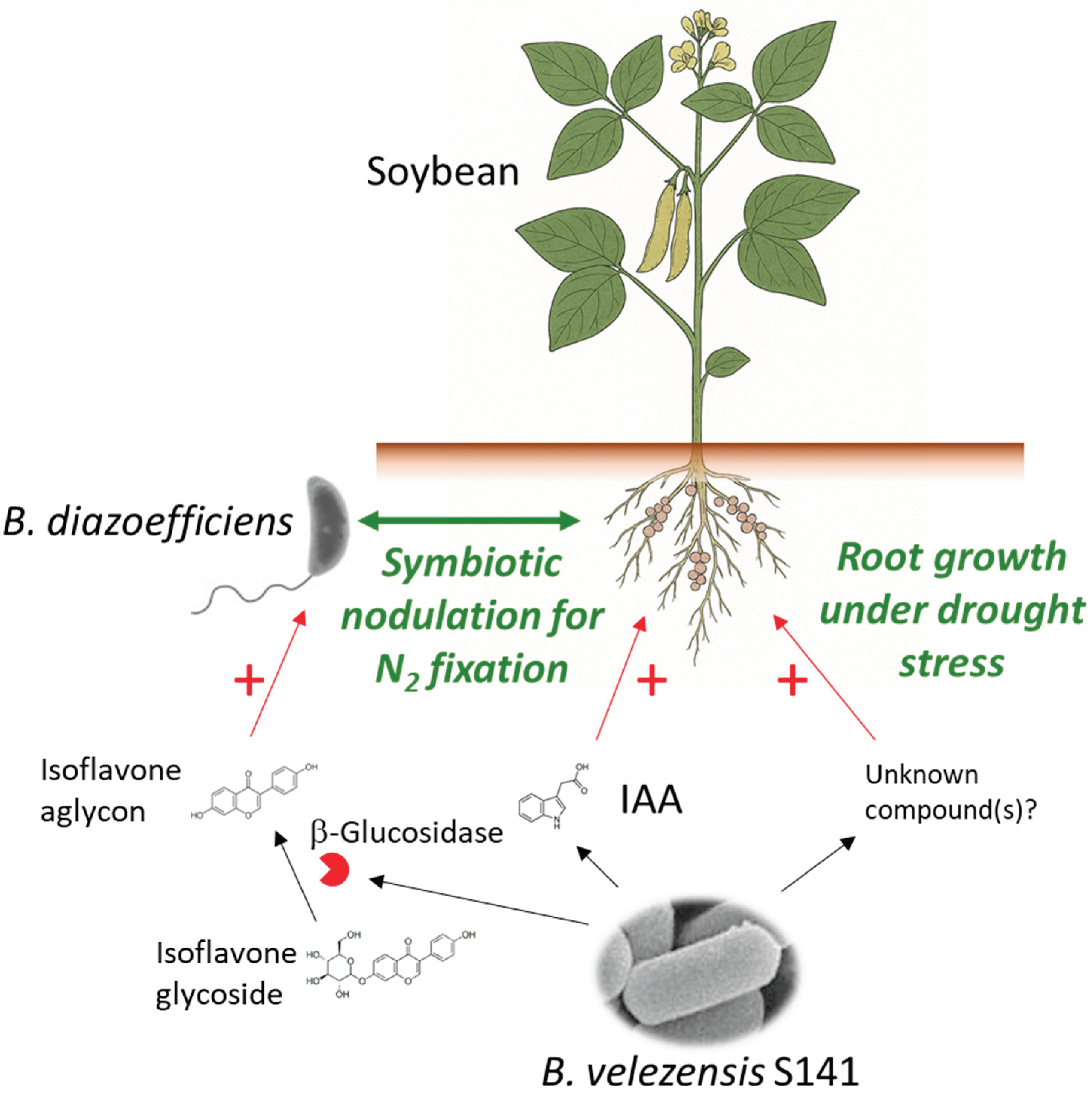 Bacillus velezensis S141: A Soybean Growth-Promoting Rhizosphere ...