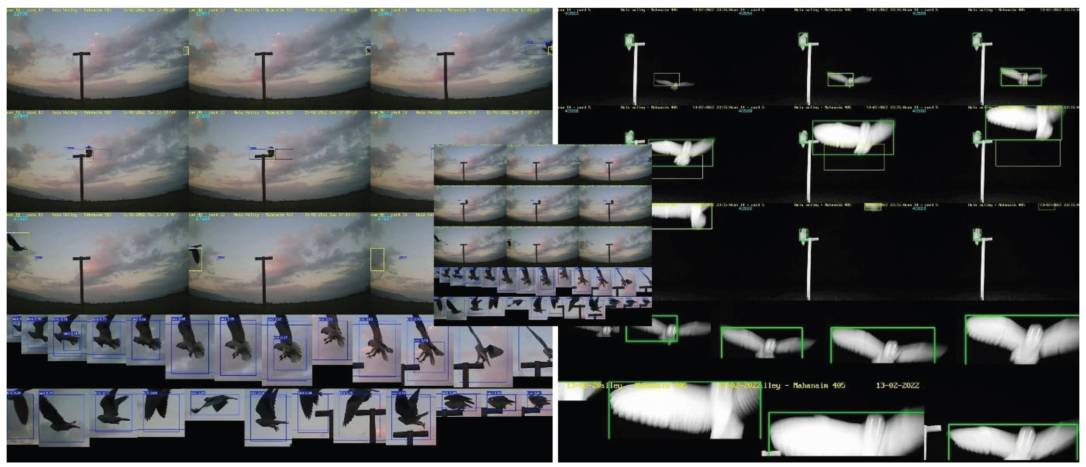 Assessing Birds of Prey as Biological Pest Control: A Comparative Study ...