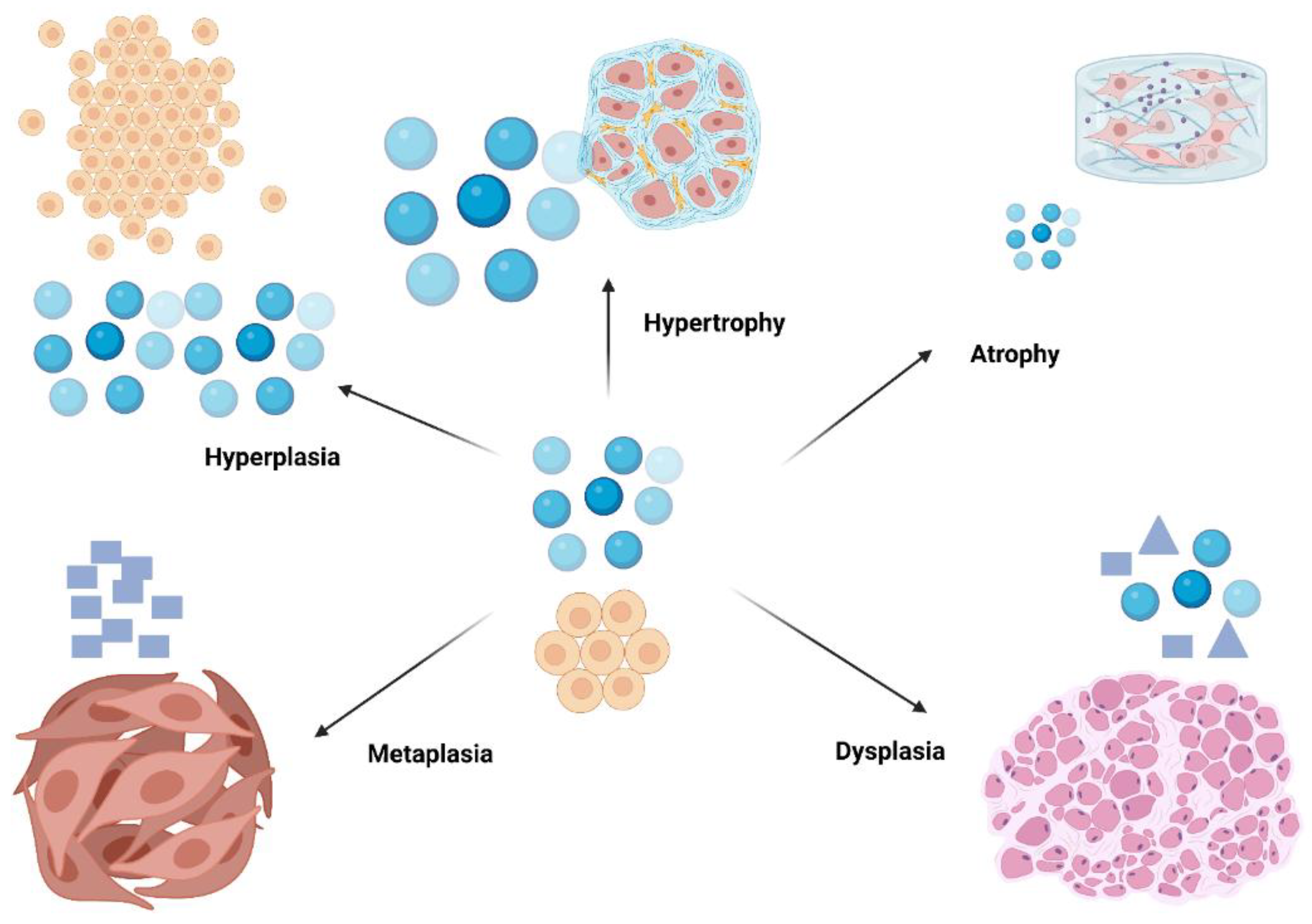 Pathophysiology of Cellular Injury: Mechansims, Adaptations, and ...