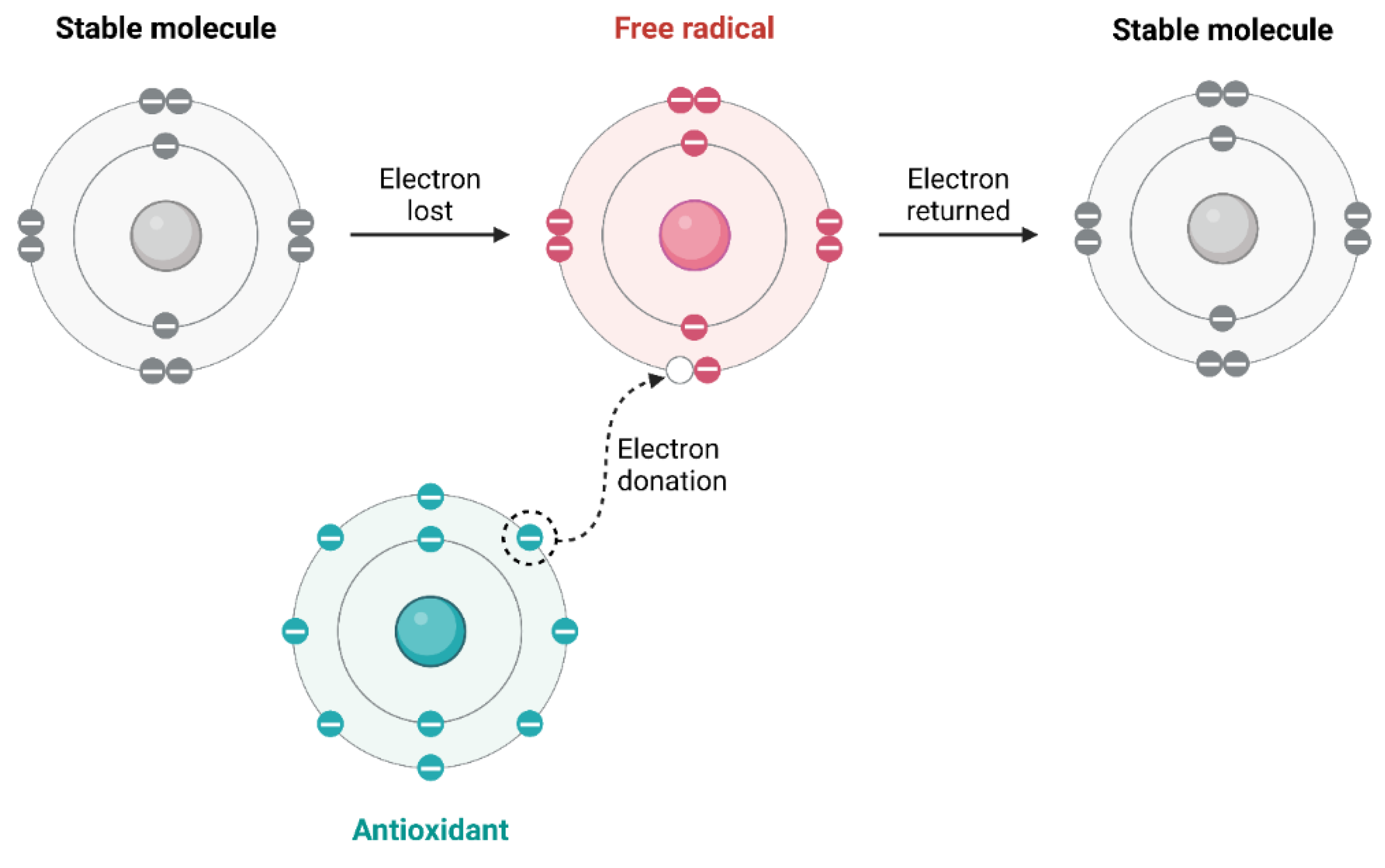 Pathophysiology of Cellular Injury: Mechansims, Adaptations, and ...