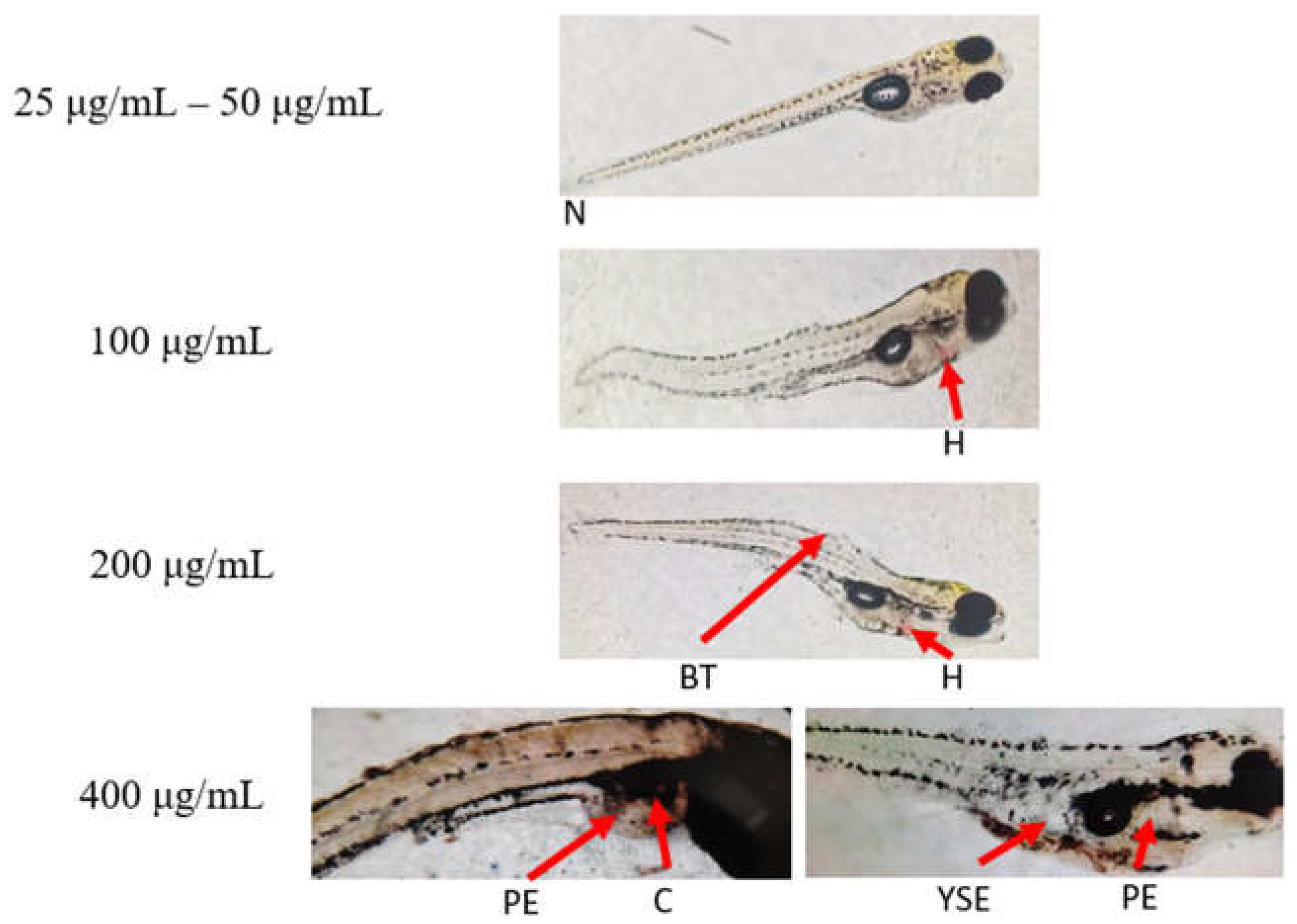 Cardioprotective Activity of the Ethanolic Leaf Extract of Amaranthus ...