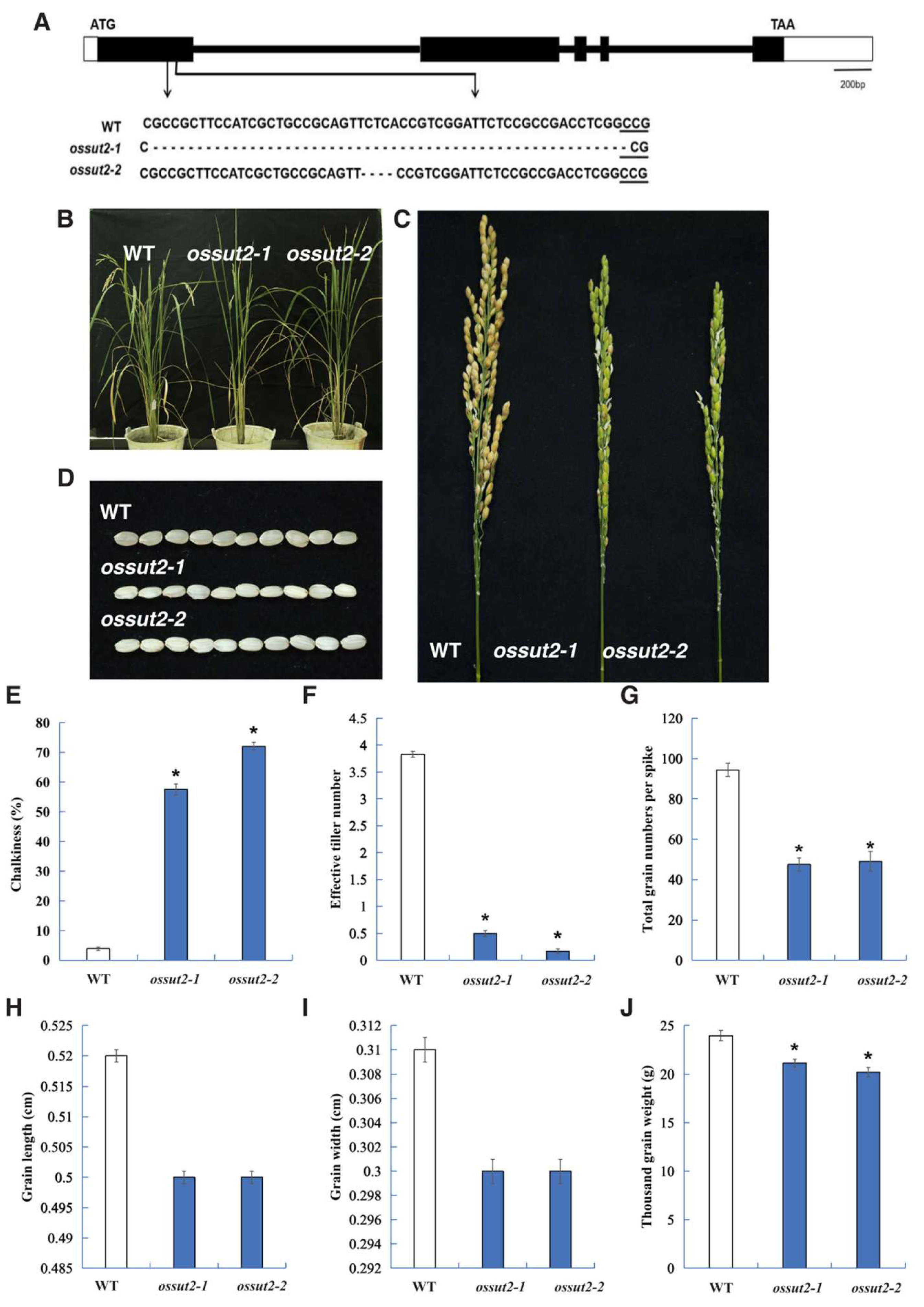 Molecular Mechanism of OsSUT2 Regulating Chalkiness Formation in Rice ...