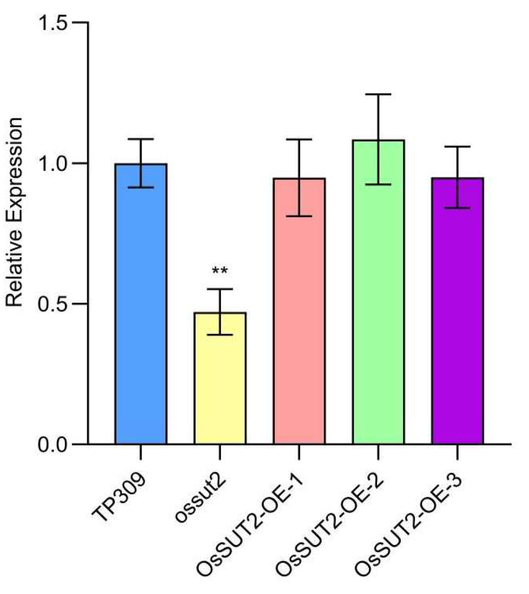 Molecular Mechanism of OsSUT2 Regulating Chalkiness Formation in Rice ...