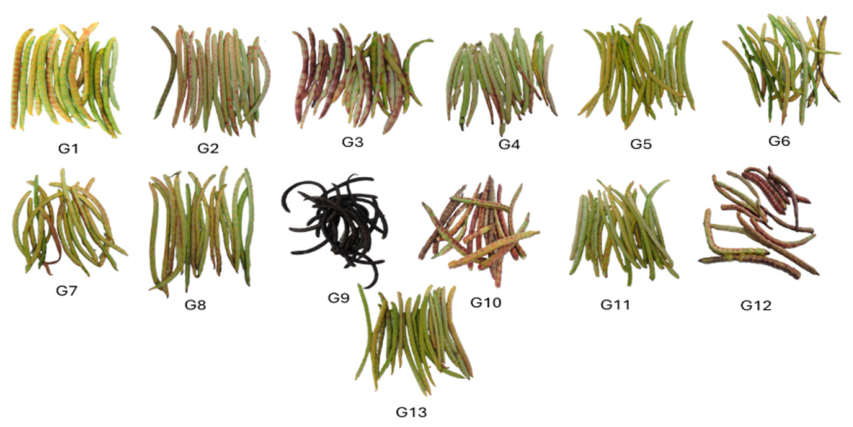 Identification of Cowpea Genotypes by Machine Learning Using Digital ...