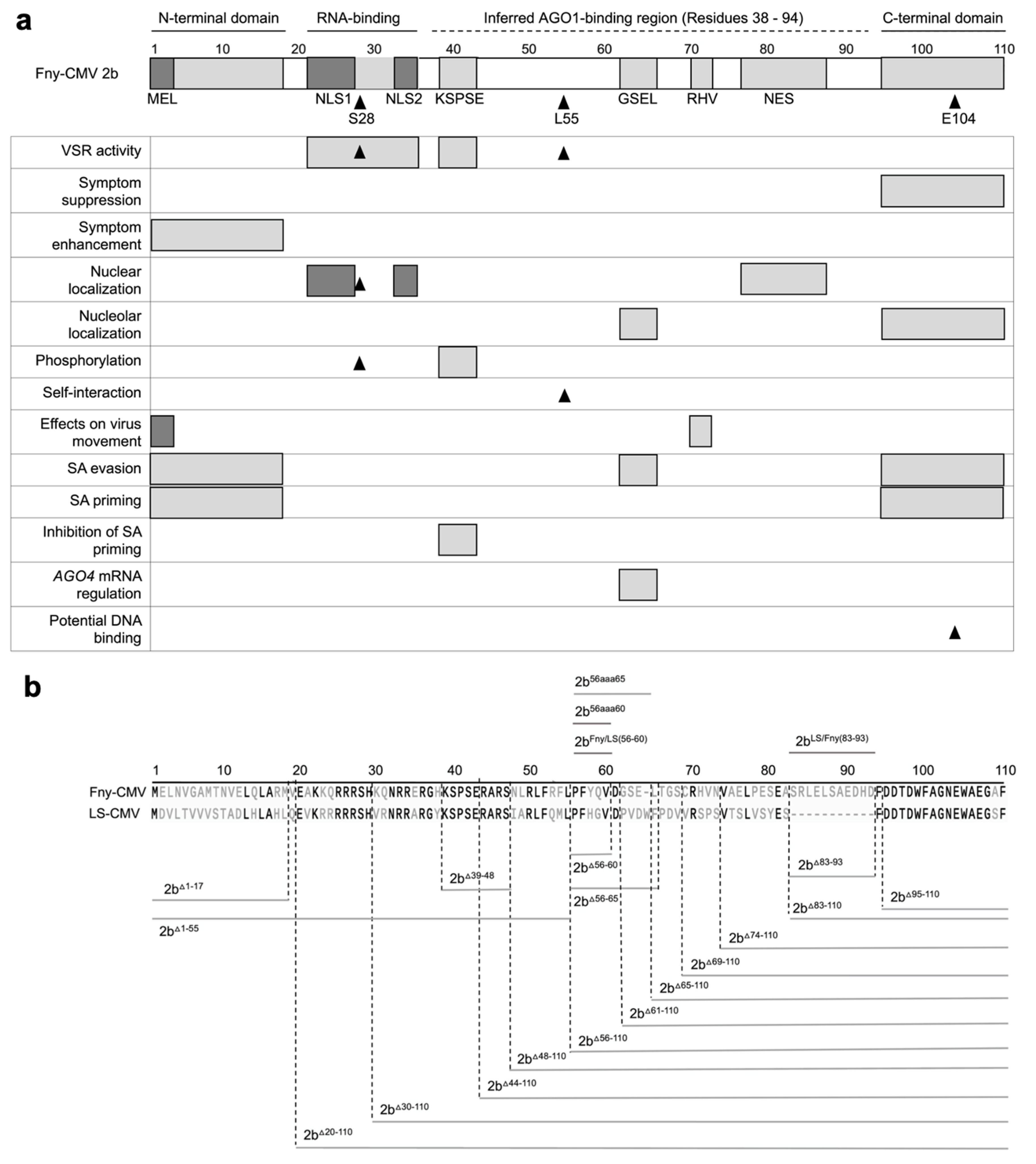 Investigating the Interactions of the Cucumber Mosaic Virus 2b Protein ...