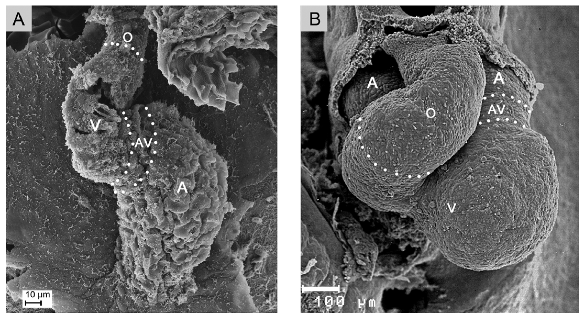 The Functional Significance of Cardiac Looping: Comparative Embryology ...