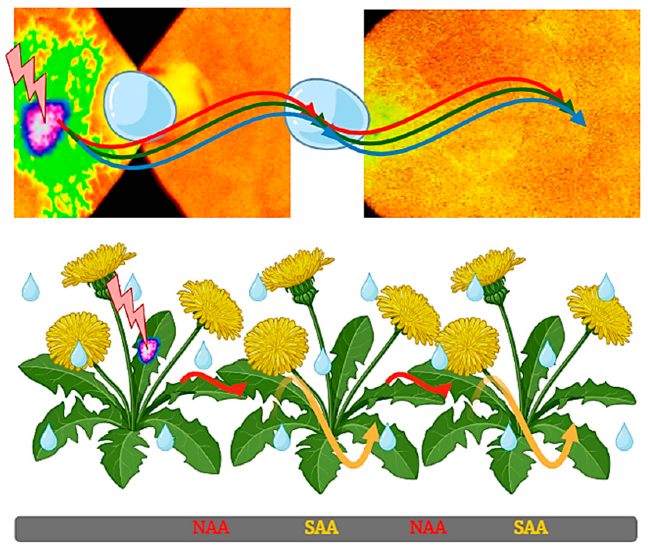 Crosstalk Between Abiotic and Biotic Stresses Responses and the Role of Chloroplast Retrograde ...