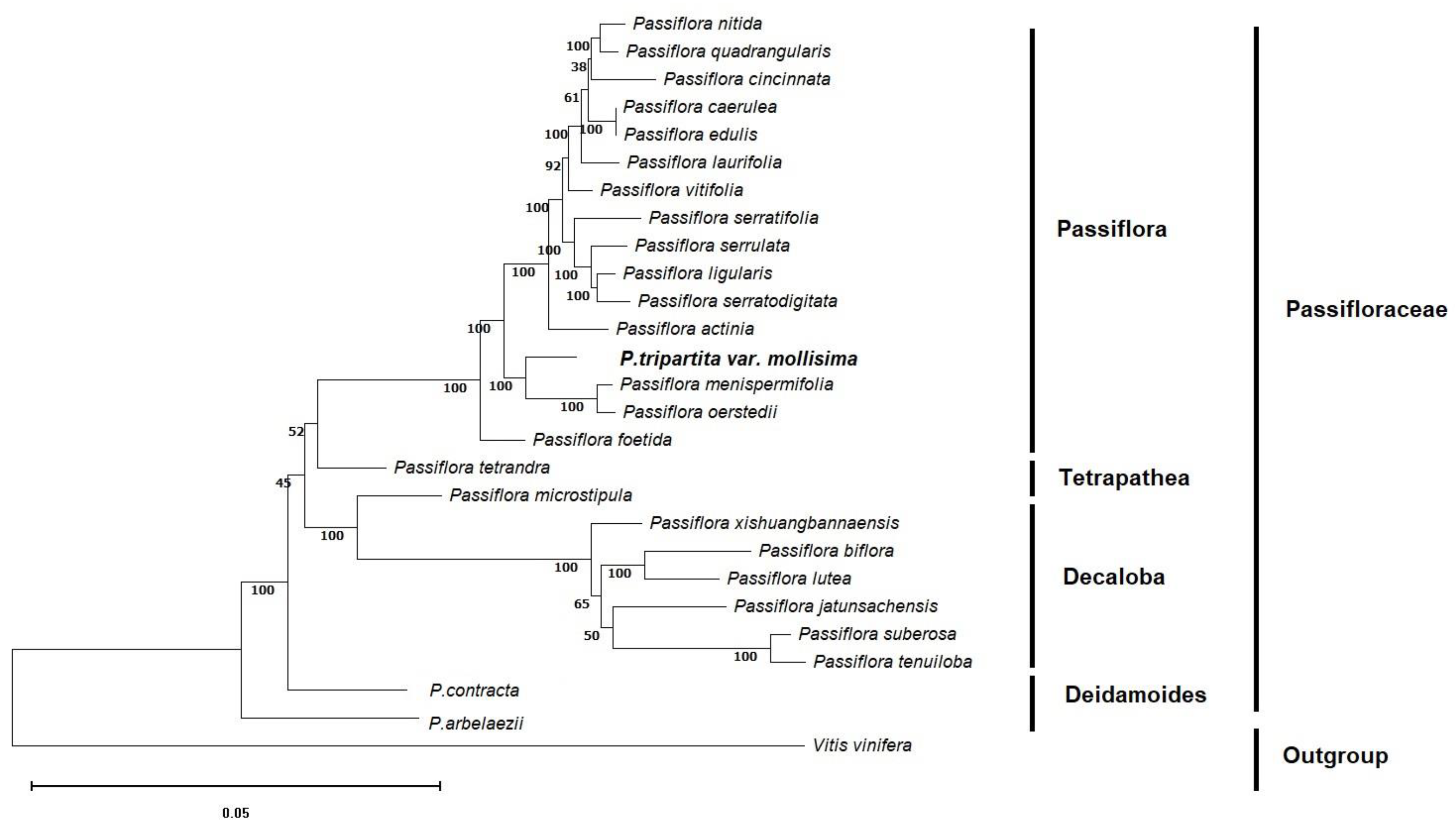 First Report of the Plastid Genome of Passiflora tripartita var ...